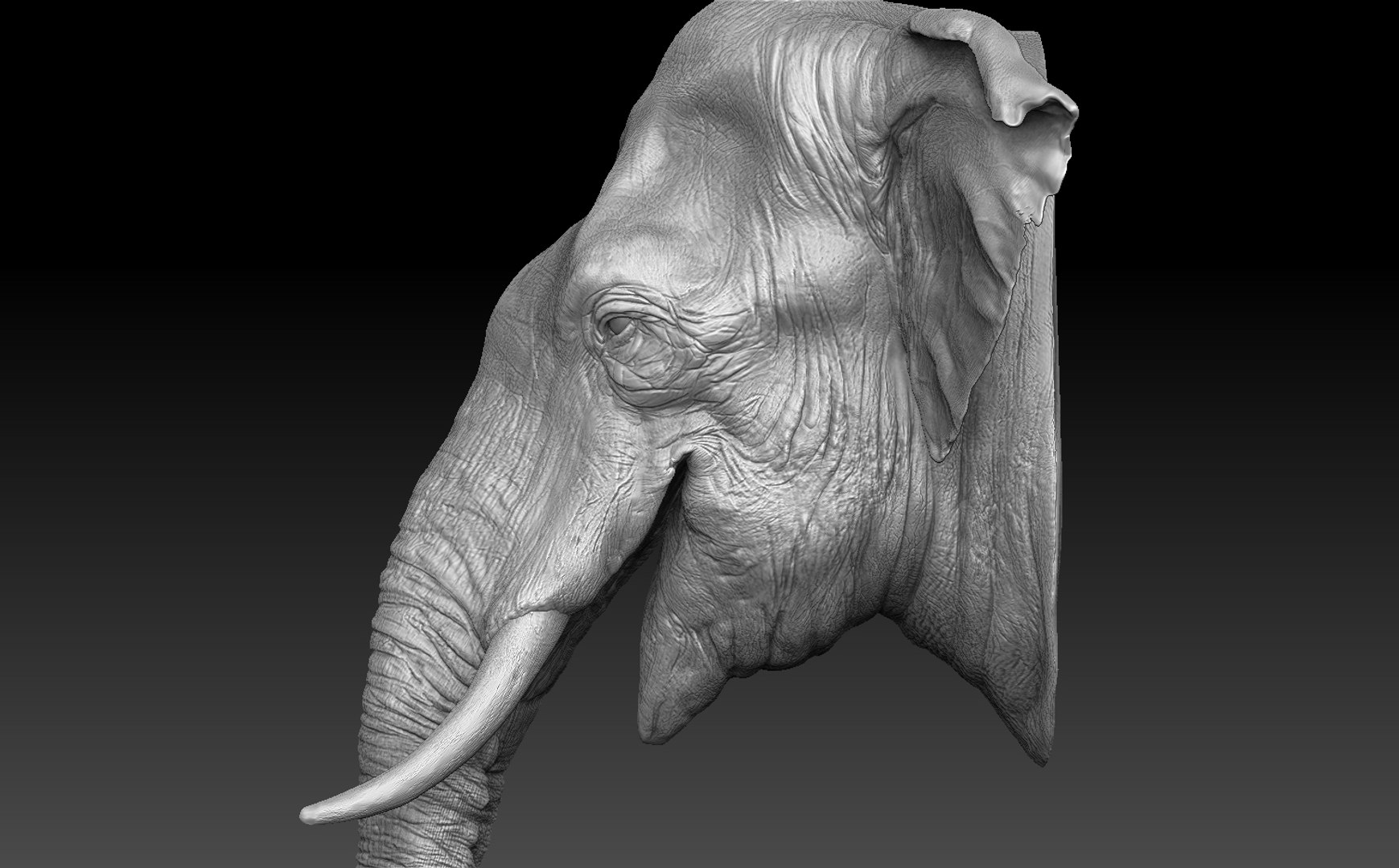 3D Asian Elephant Head Model - TurboSquid 1284797
