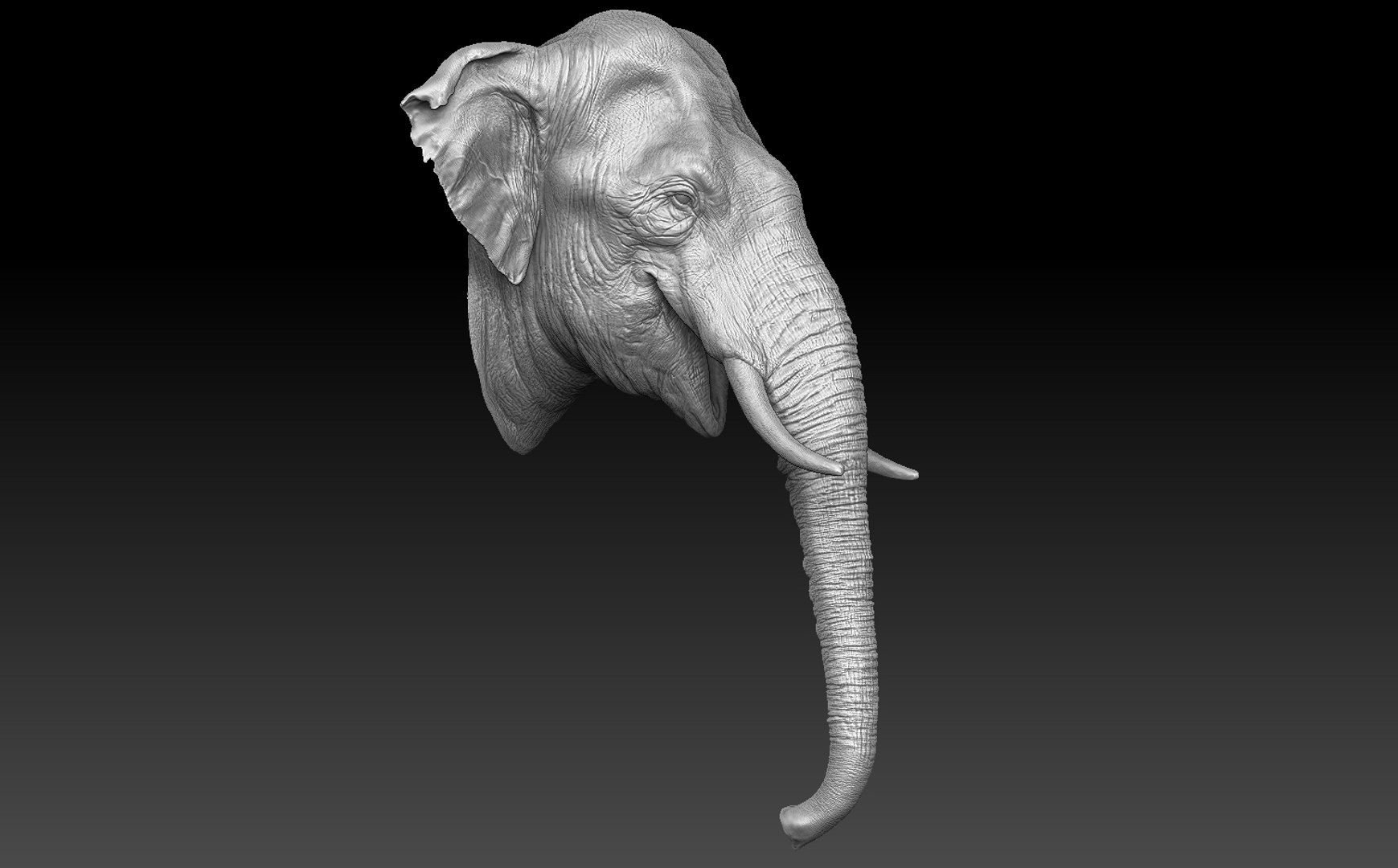 3D Asian Elephant Head Model - TurboSquid 1284797