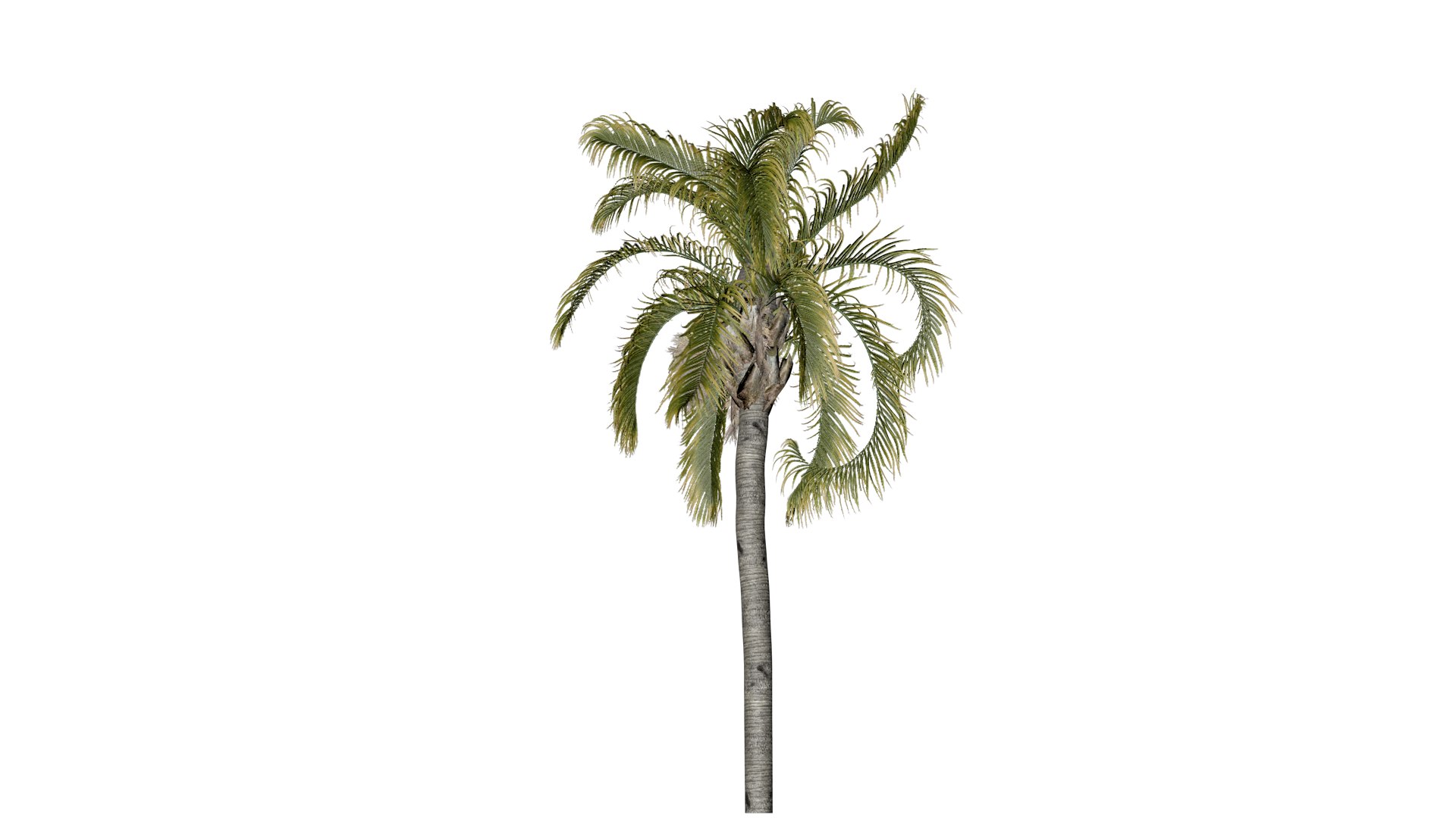 3D Queen Palm Tree - 01 - Model - TurboSquid 2372016