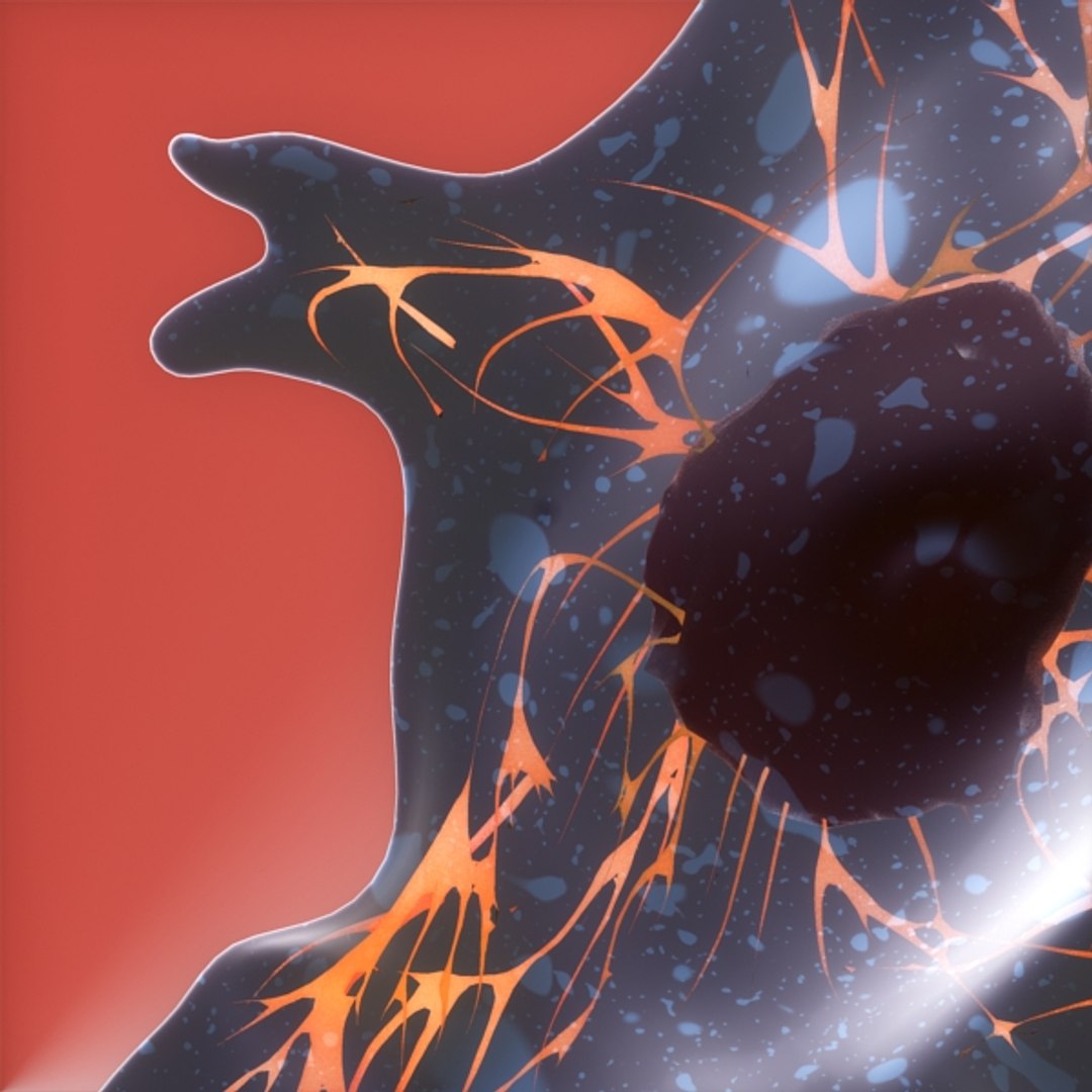 fibroblast cell 3d model