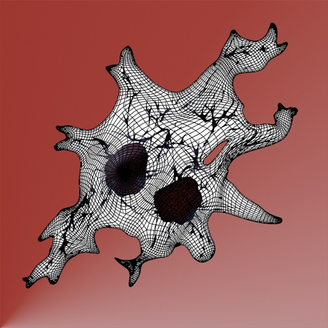 fibroblast cell 3d model