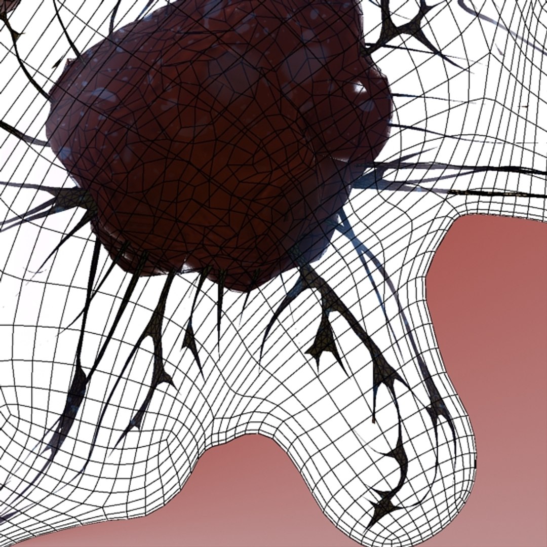 fibroblast cell 3d model