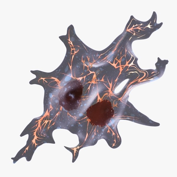 fibroblast cell 3d model