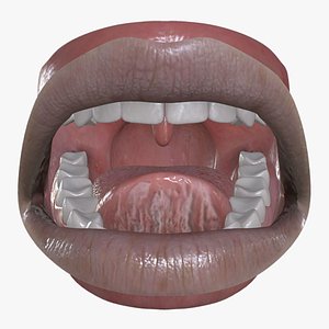 Mouth Rig 3D Models for Download | TurboSquid