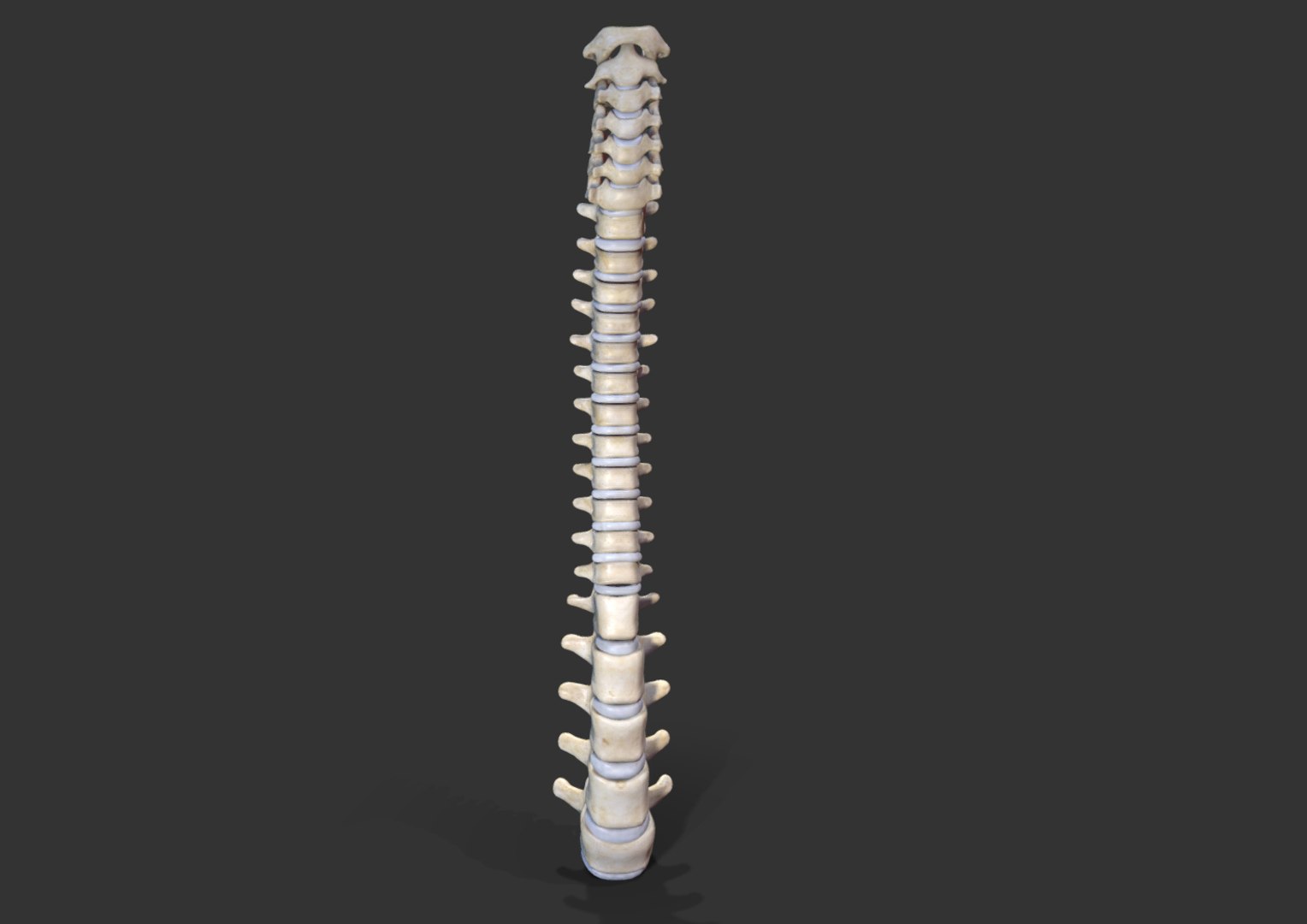 3D Vertebral Column Vertebrae Spinal Model - TurboSquid 1370242
