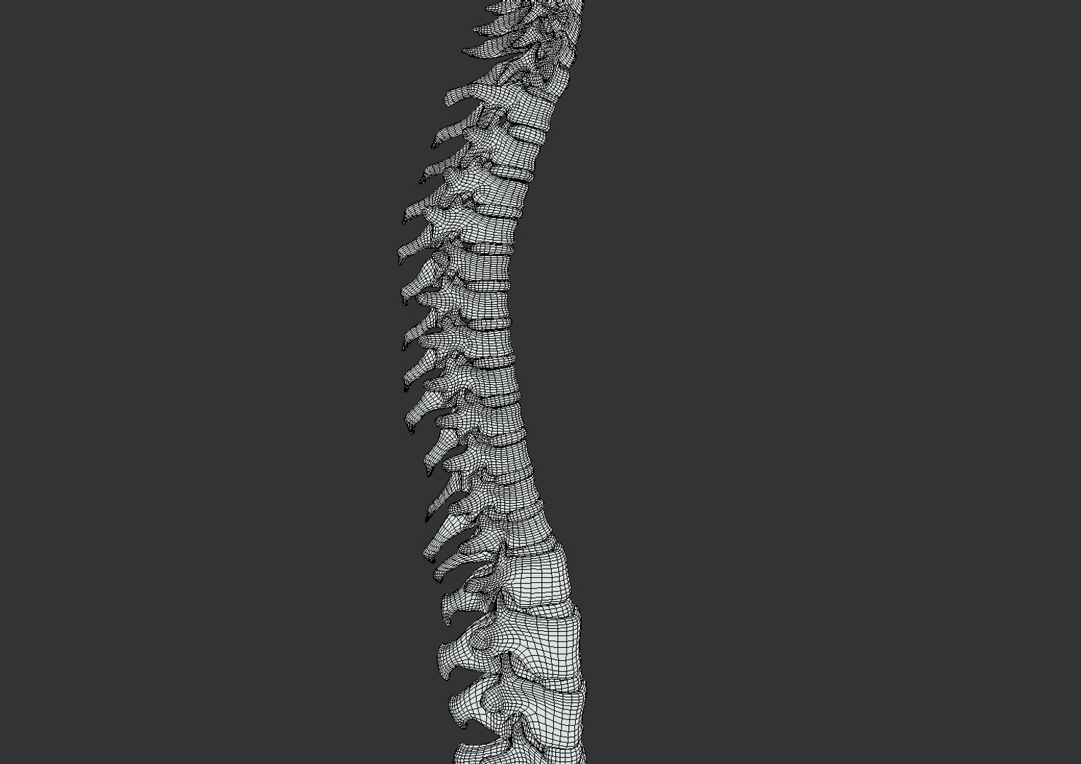 3D Vertebral Column Vertebrae Spinal Model - TurboSquid 1370242