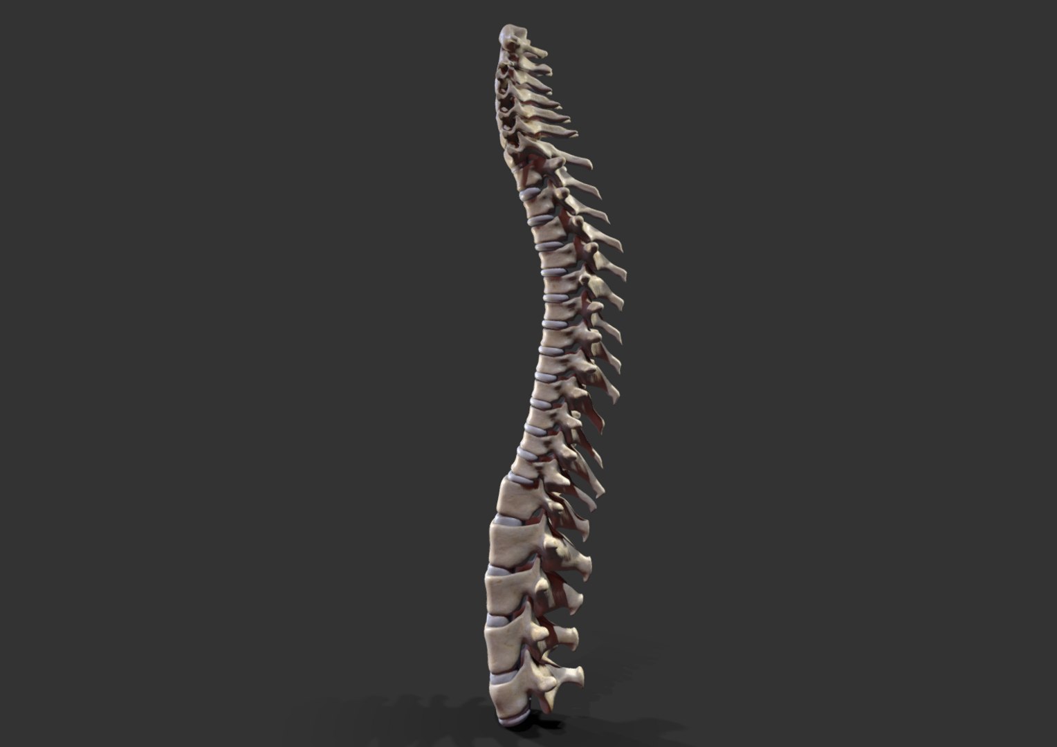 3D Vertebral Column Vertebrae Spinal Model - TurboSquid 1370242