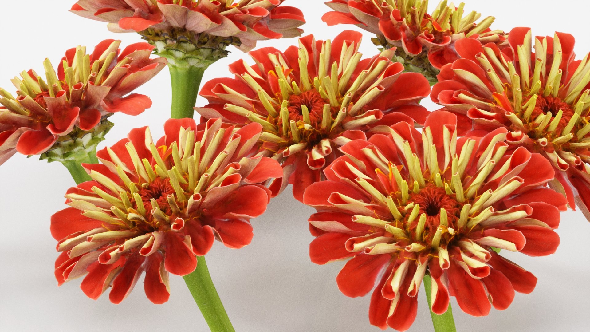 Elegant Zinnia Red 3D Model - TurboSquid 1451634