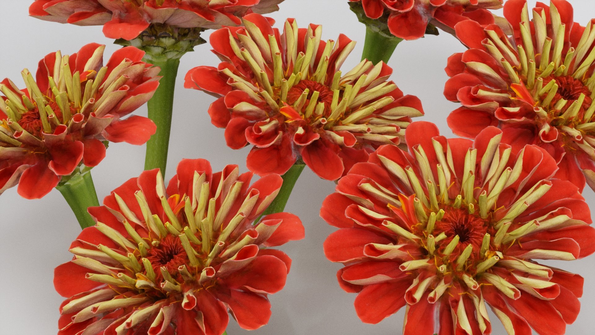 Elegant Zinnia Red 3D Model - TurboSquid 1451634