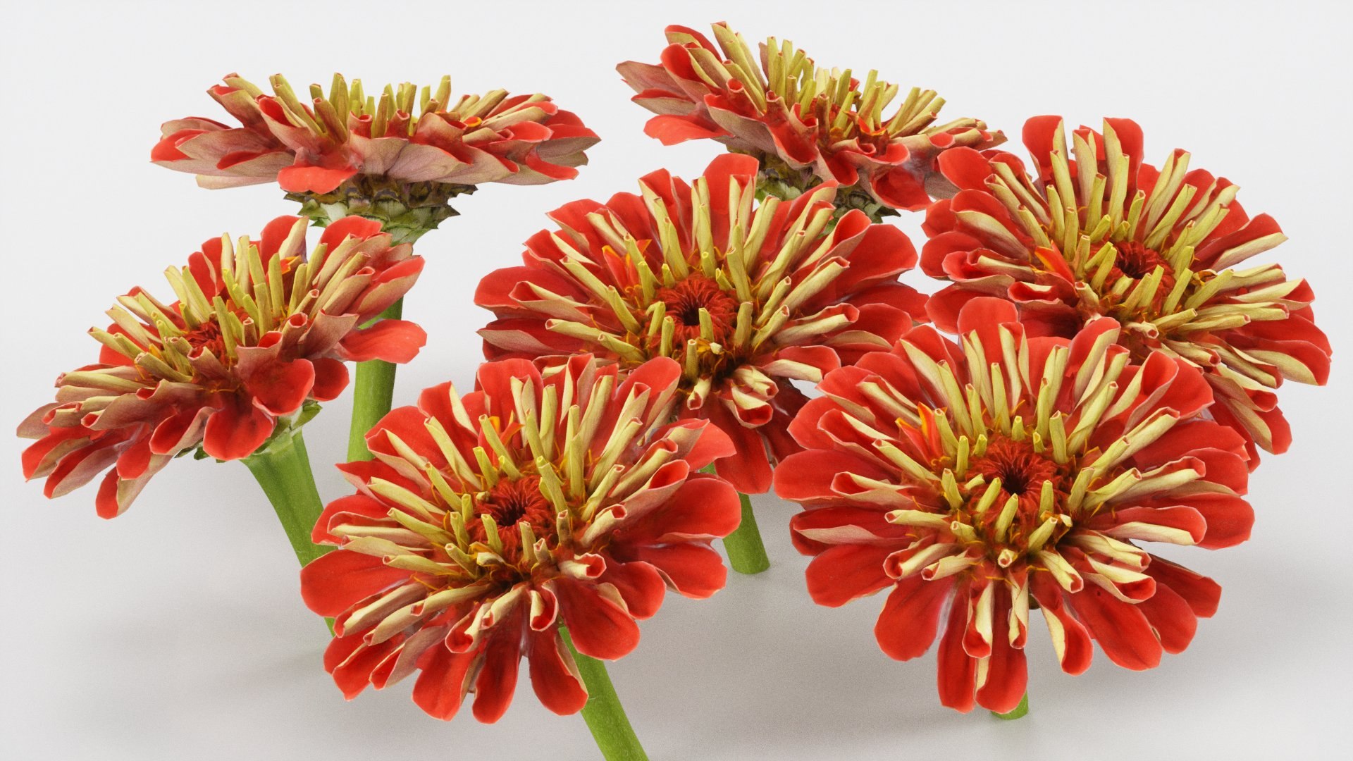 Elegant Zinnia Red 3D Model - TurboSquid 1451634