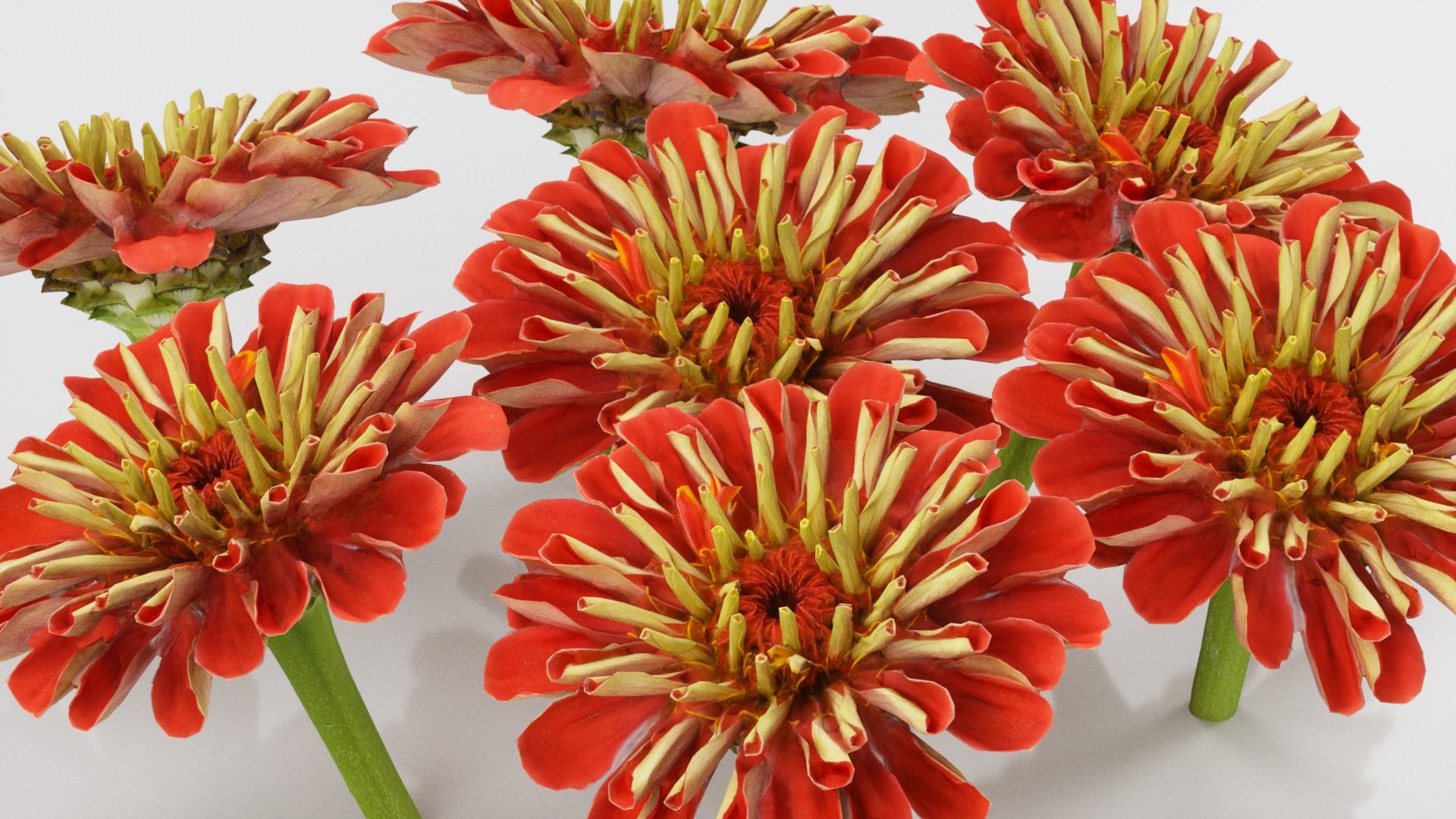 Elegant Zinnia Red 3D Model - TurboSquid 1451634