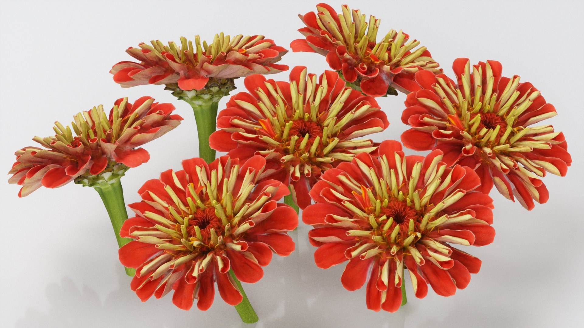 Elegant Zinnia Red 3D Model - TurboSquid 1451634