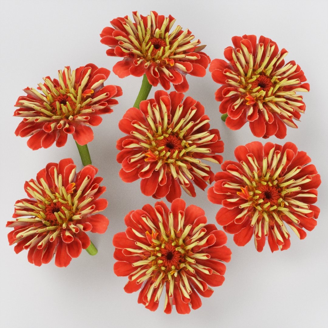 Elegant Zinnia Red 3D Model - TurboSquid 1451634