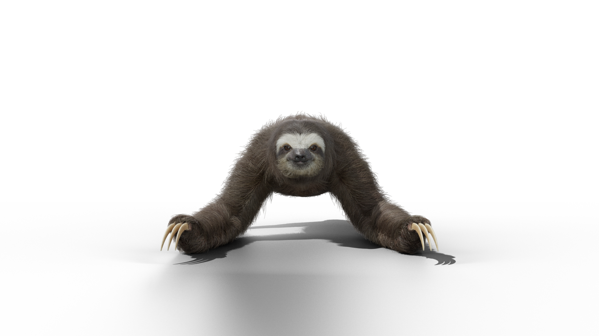 Sloth Rigging Animation Three-toed 3D Model - TurboSquid 1646283