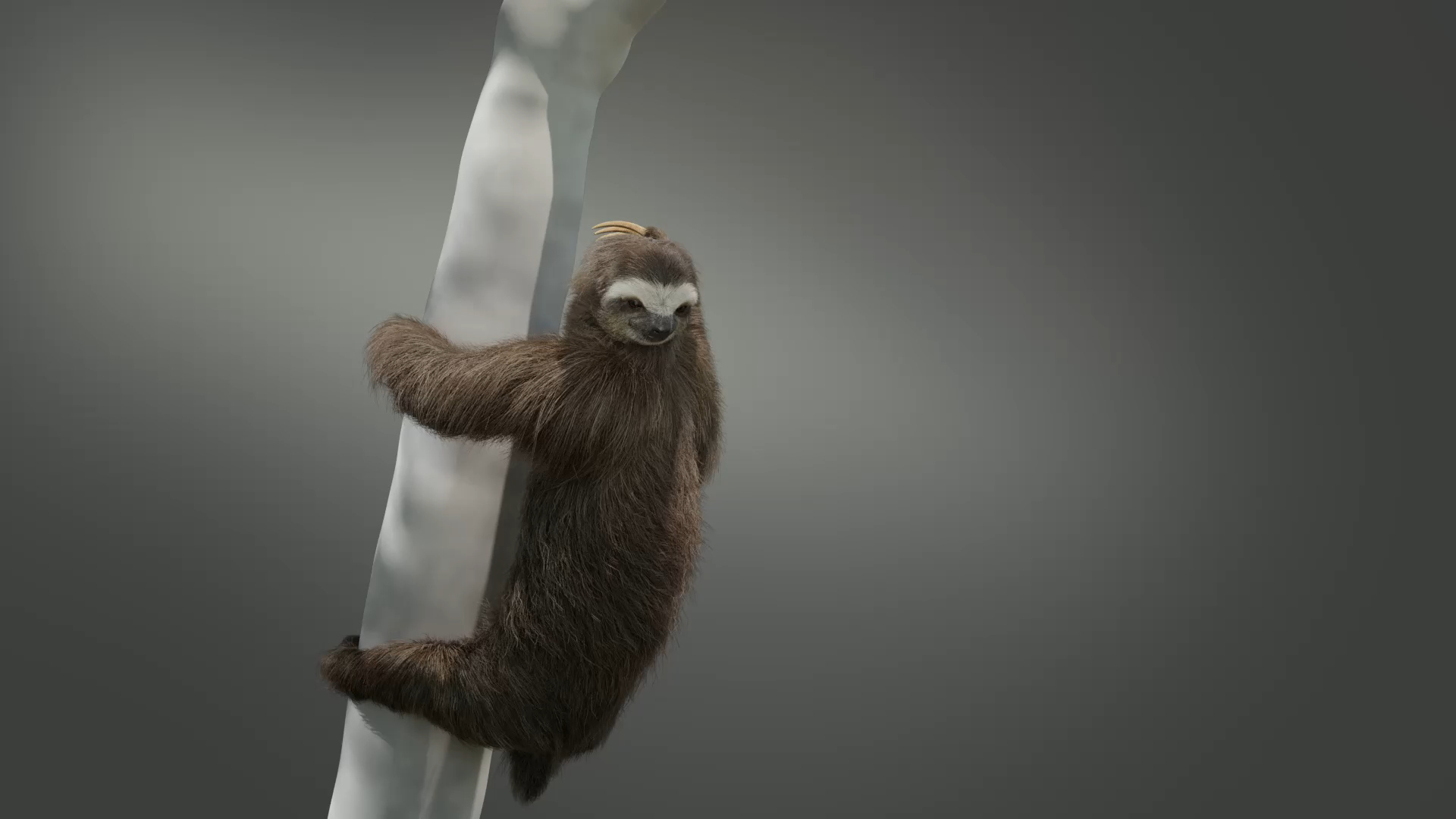 Sloth Rigging Animation Three-toed 3D Model - TurboSquid 1646283