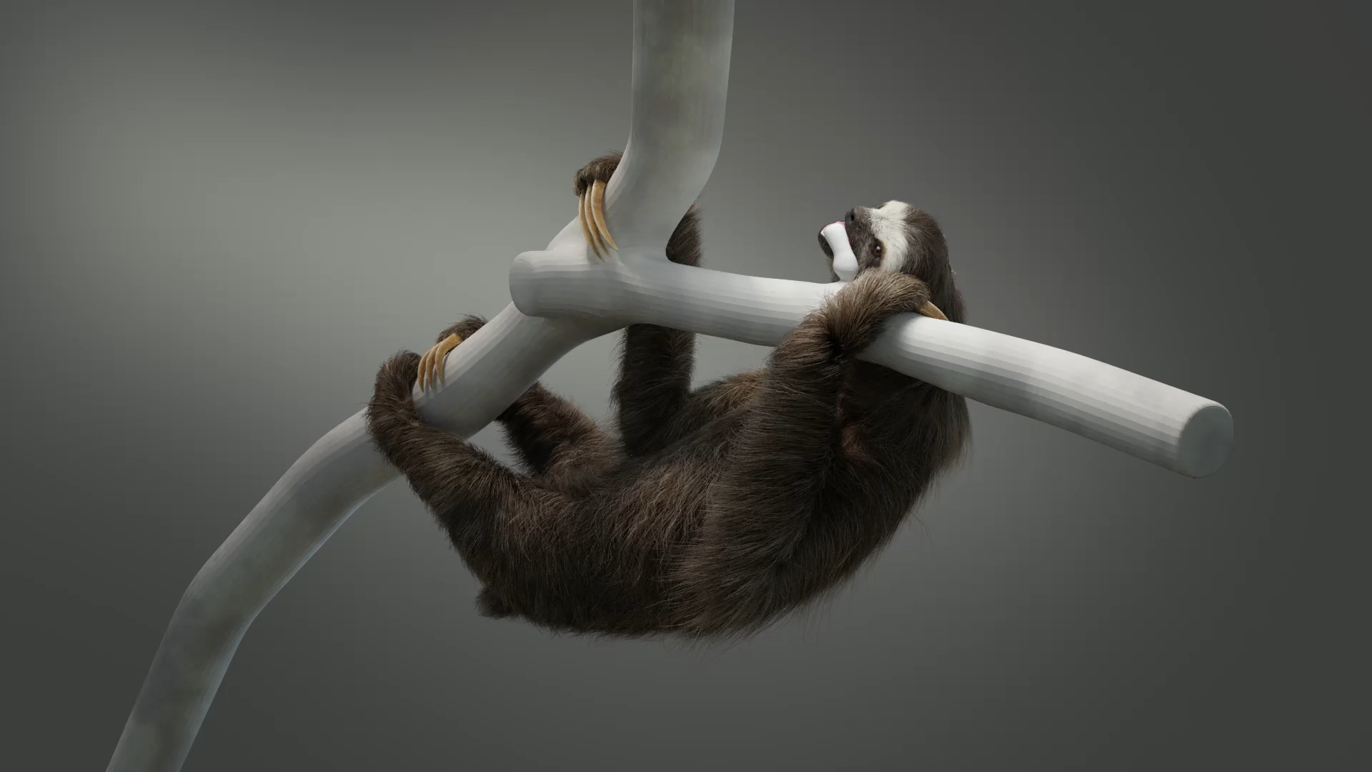 Sloth Rigging Animation Three-toed 3D Model - TurboSquid 1646283