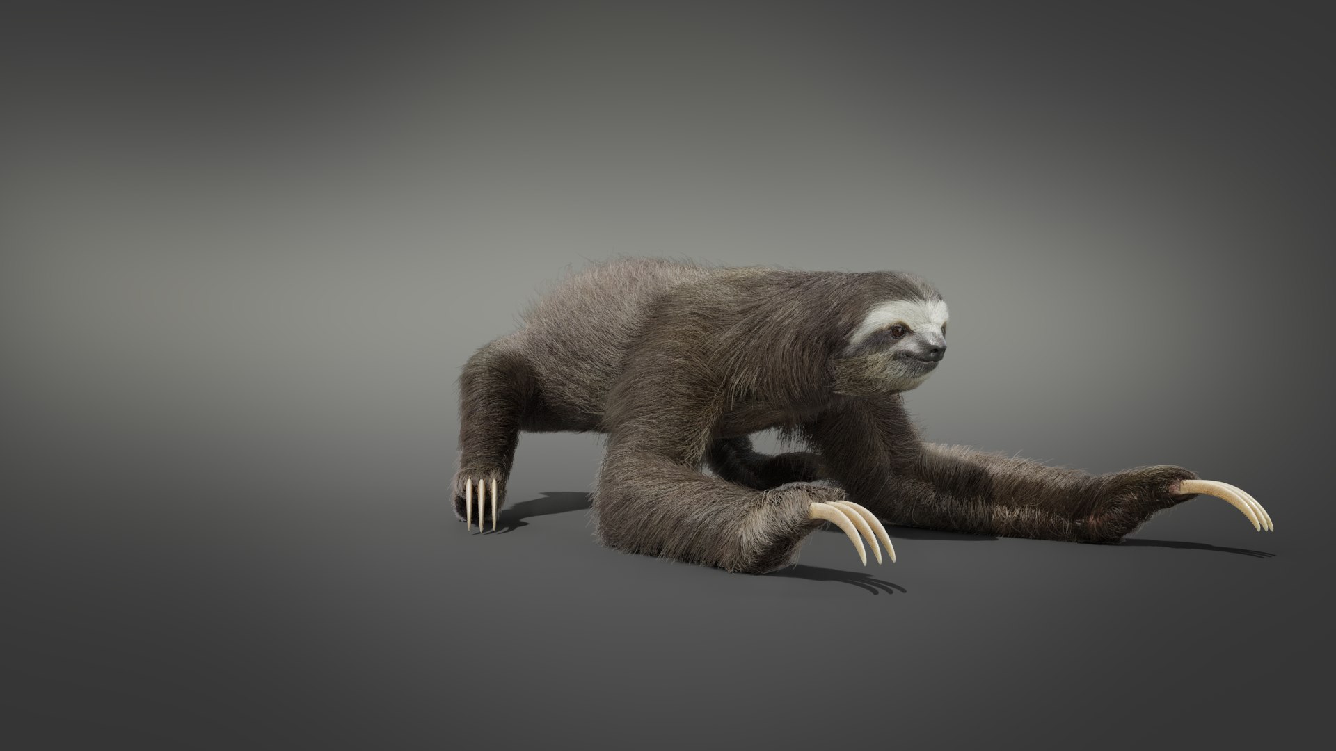 Sloth Rigging Animation Three-toed 3D Model - TurboSquid 1646283