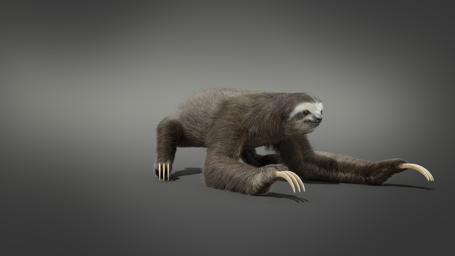 Sloth rigging animation three-toed 3D model - TurboSquid 1646283