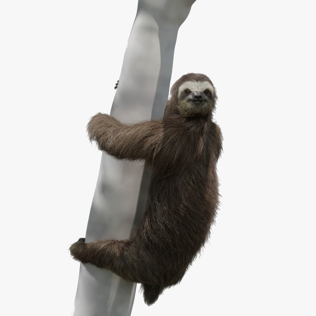 Sloth rigging animation three-toed 3D model - TurboSquid 1646283