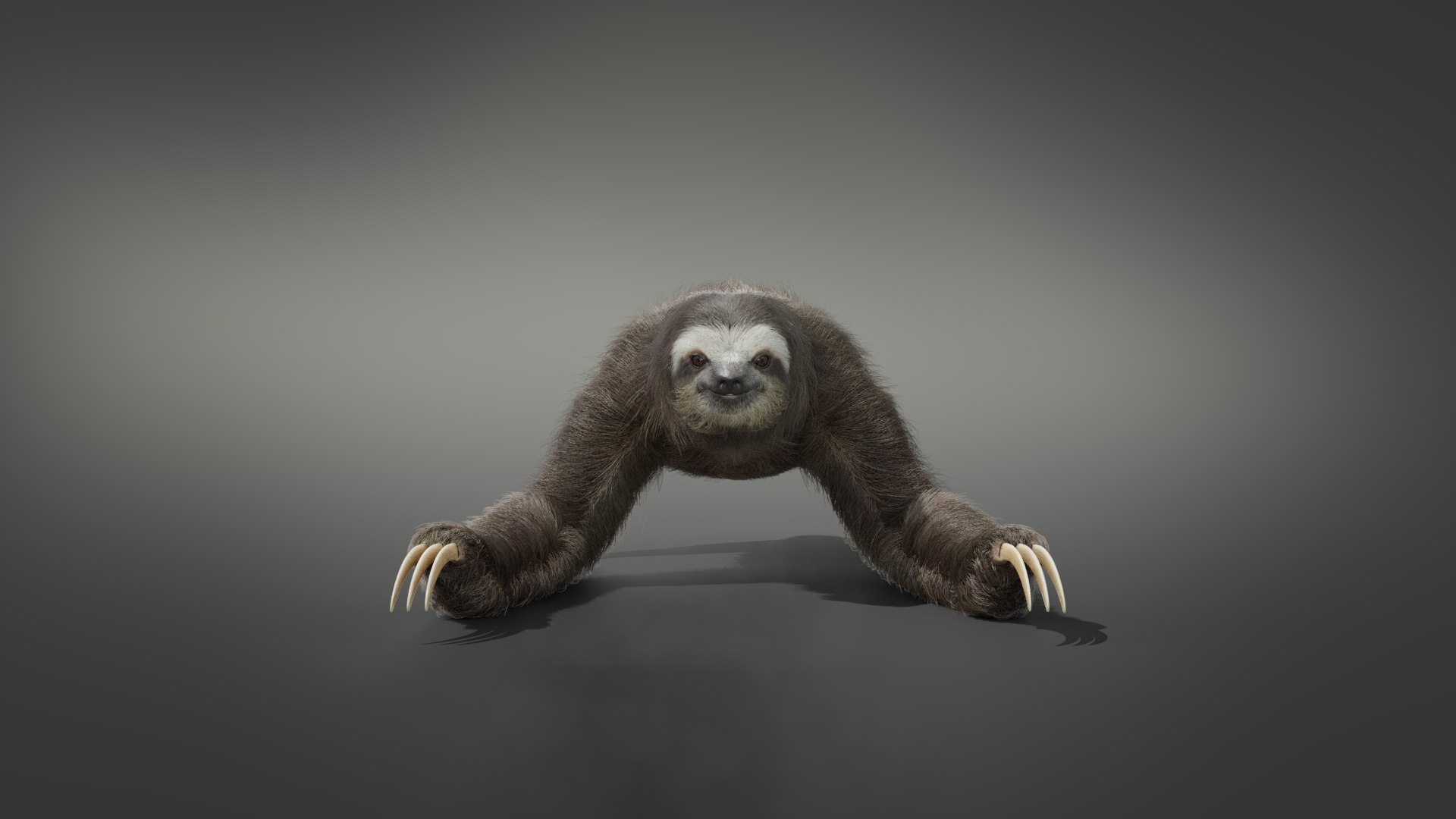 Sloth Rigging Animation Three-toed 3D Model - TurboSquid 1646283