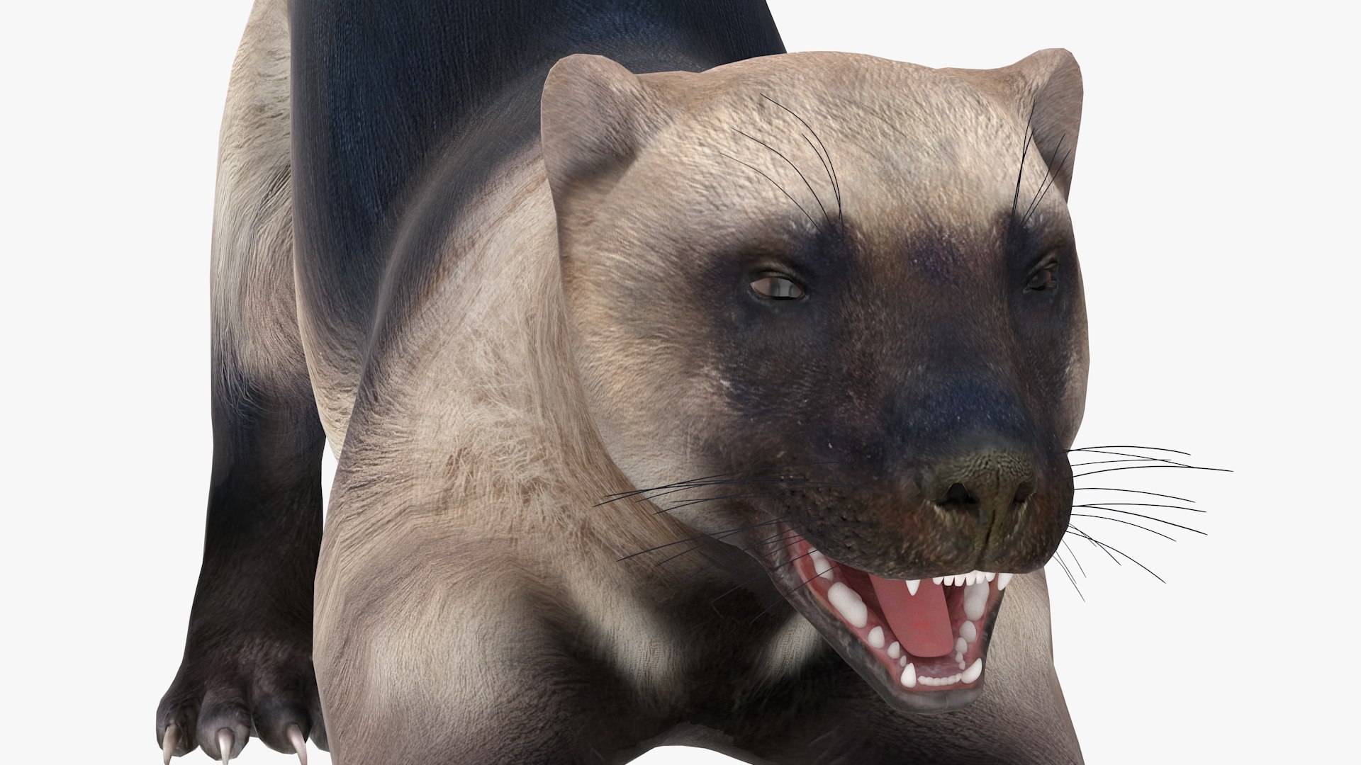 Wolverine Prepares Attack Pose Model - TurboSquid 2131650