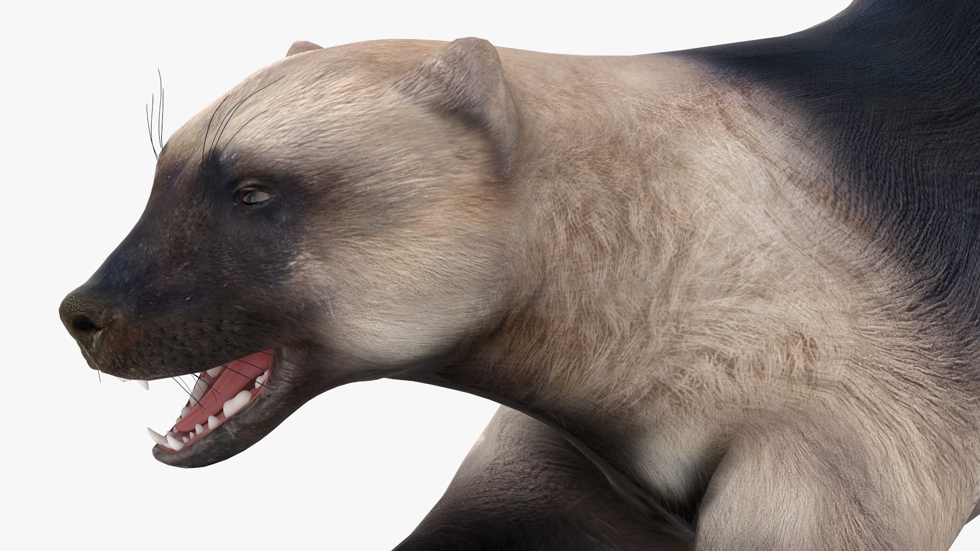 Wolverine Prepares Attack Pose Model - TurboSquid 2131650