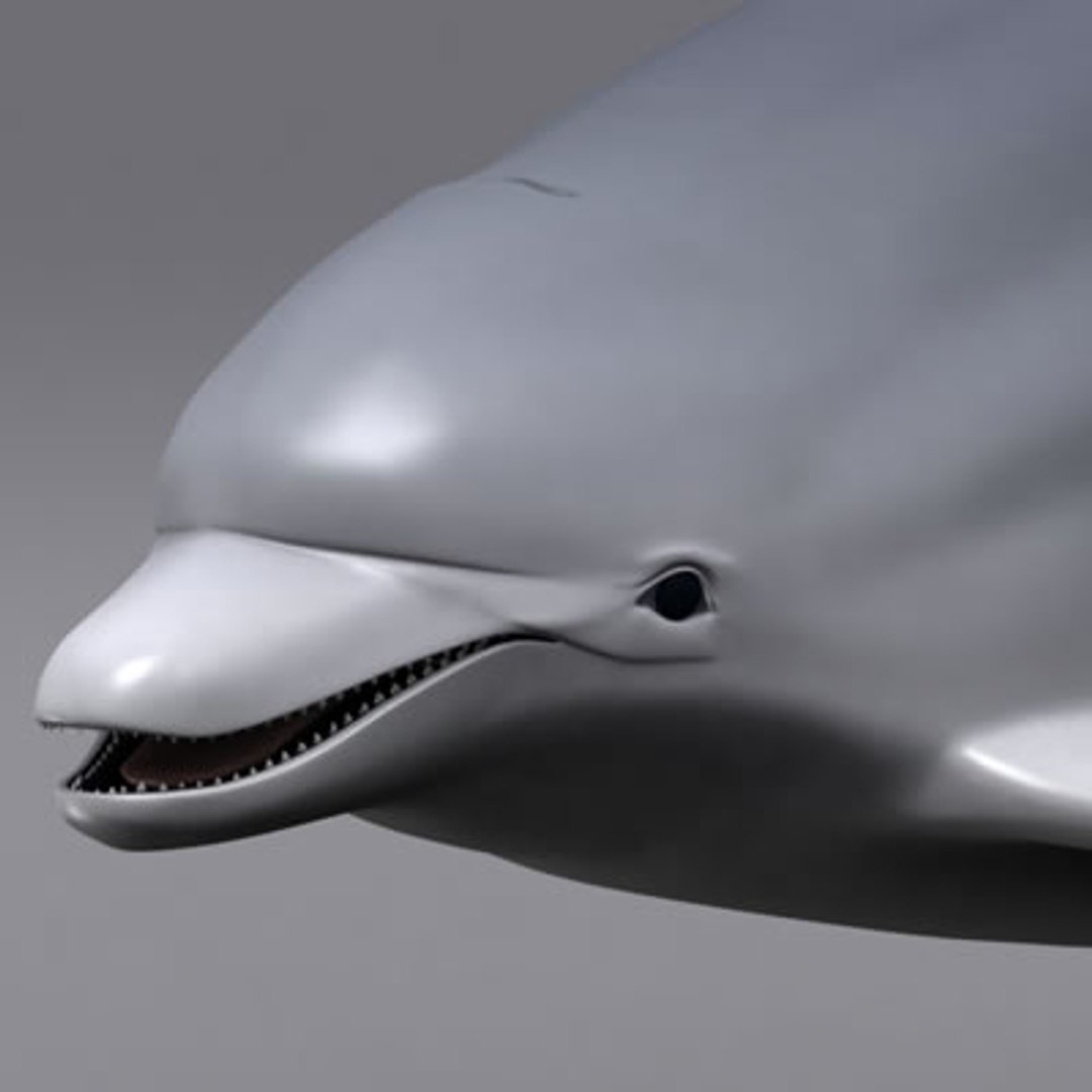 Dolphin 3d Model