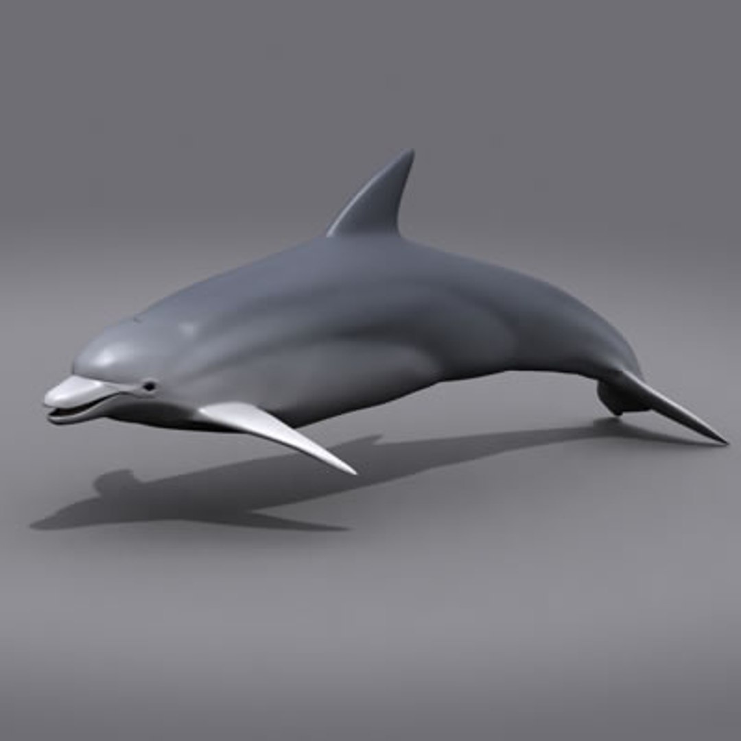Dolphin 3d Model