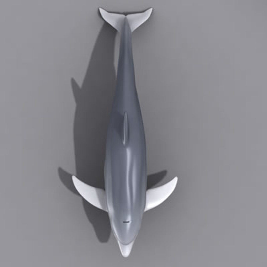 Dolphin 3d Model