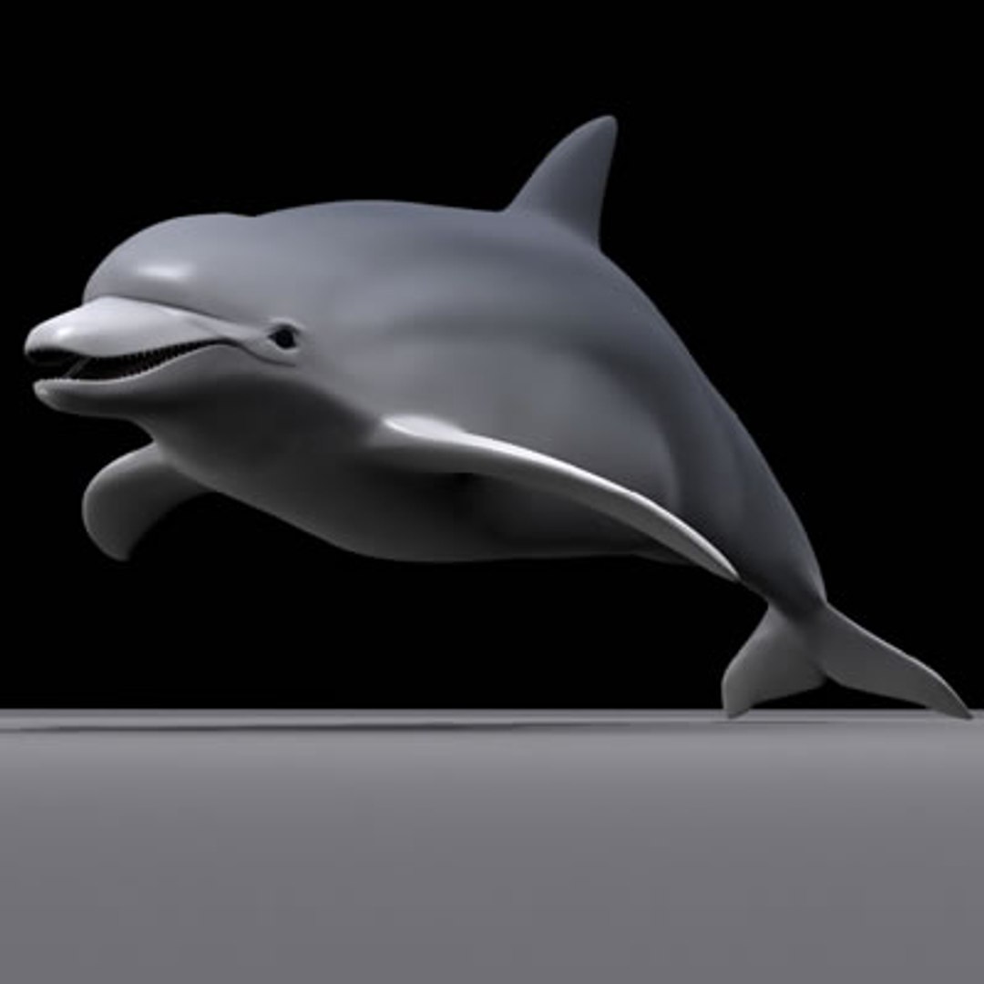 Dolphin 3d Model