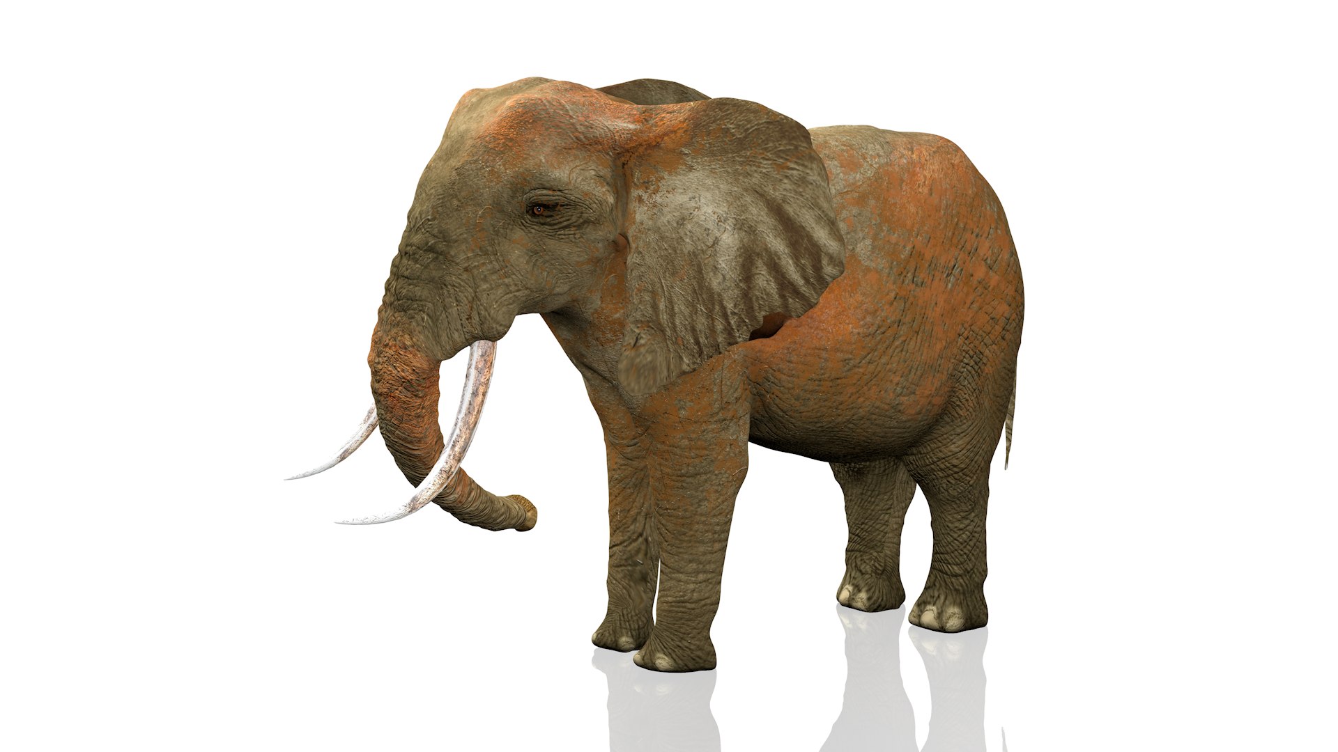 African Elephant RIGGED L2265 3D Model - TurboSquid 2385400
