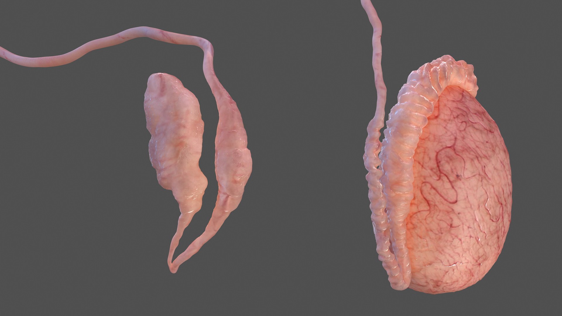 3D Male Testes Anatomy - TurboSquid 1464076