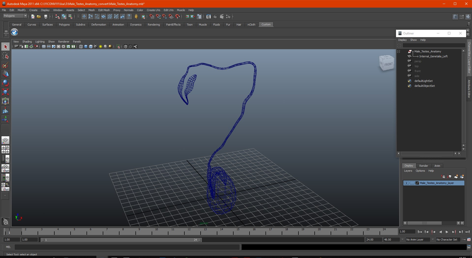 3D Male Testes Anatomy - TurboSquid 1464076