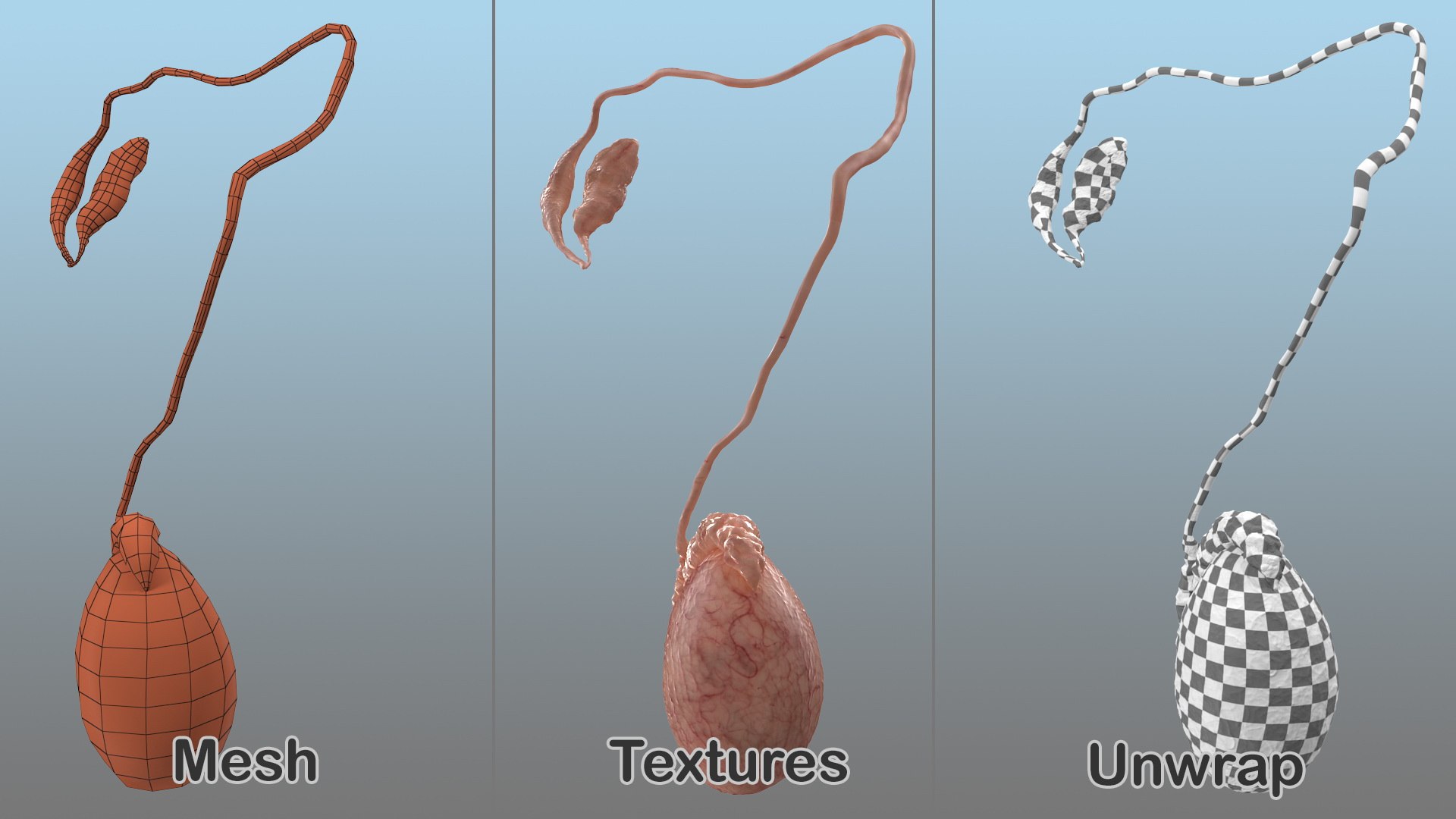 3D Male Testes Anatomy - TurboSquid 1464076