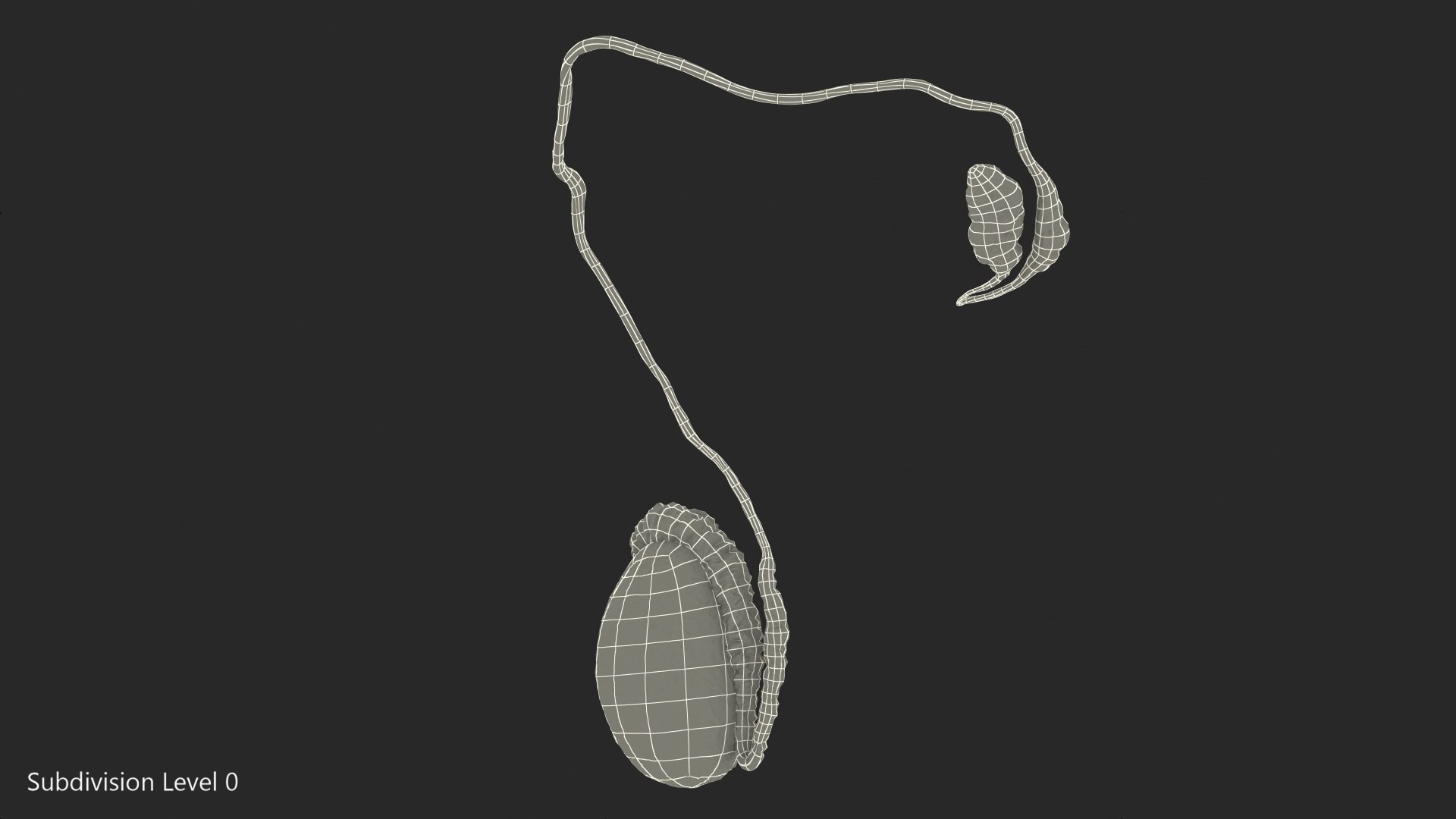 3D Male Testes Anatomy - TurboSquid 1464076