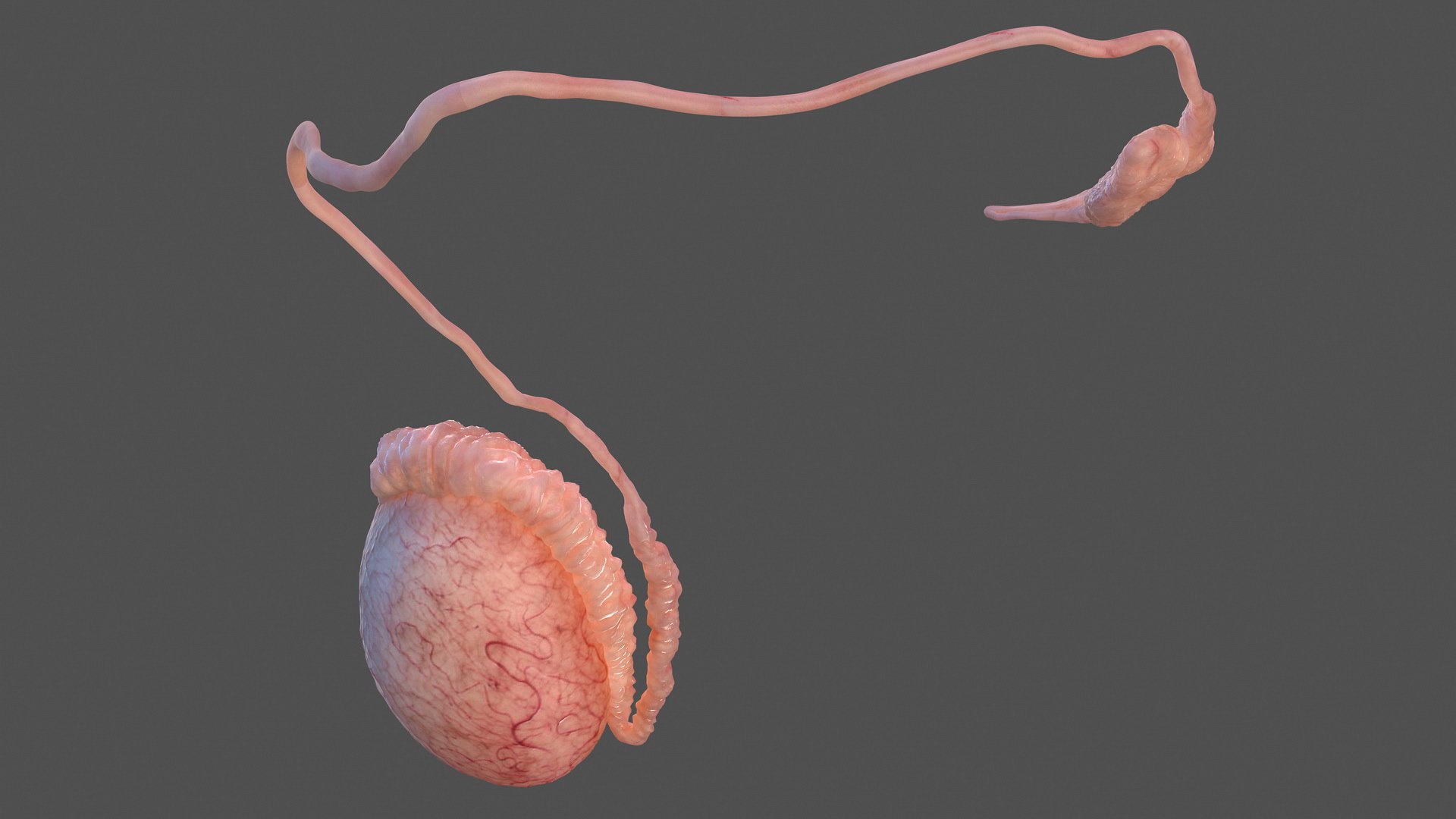 3D Male Testes Anatomy - TurboSquid 1464076