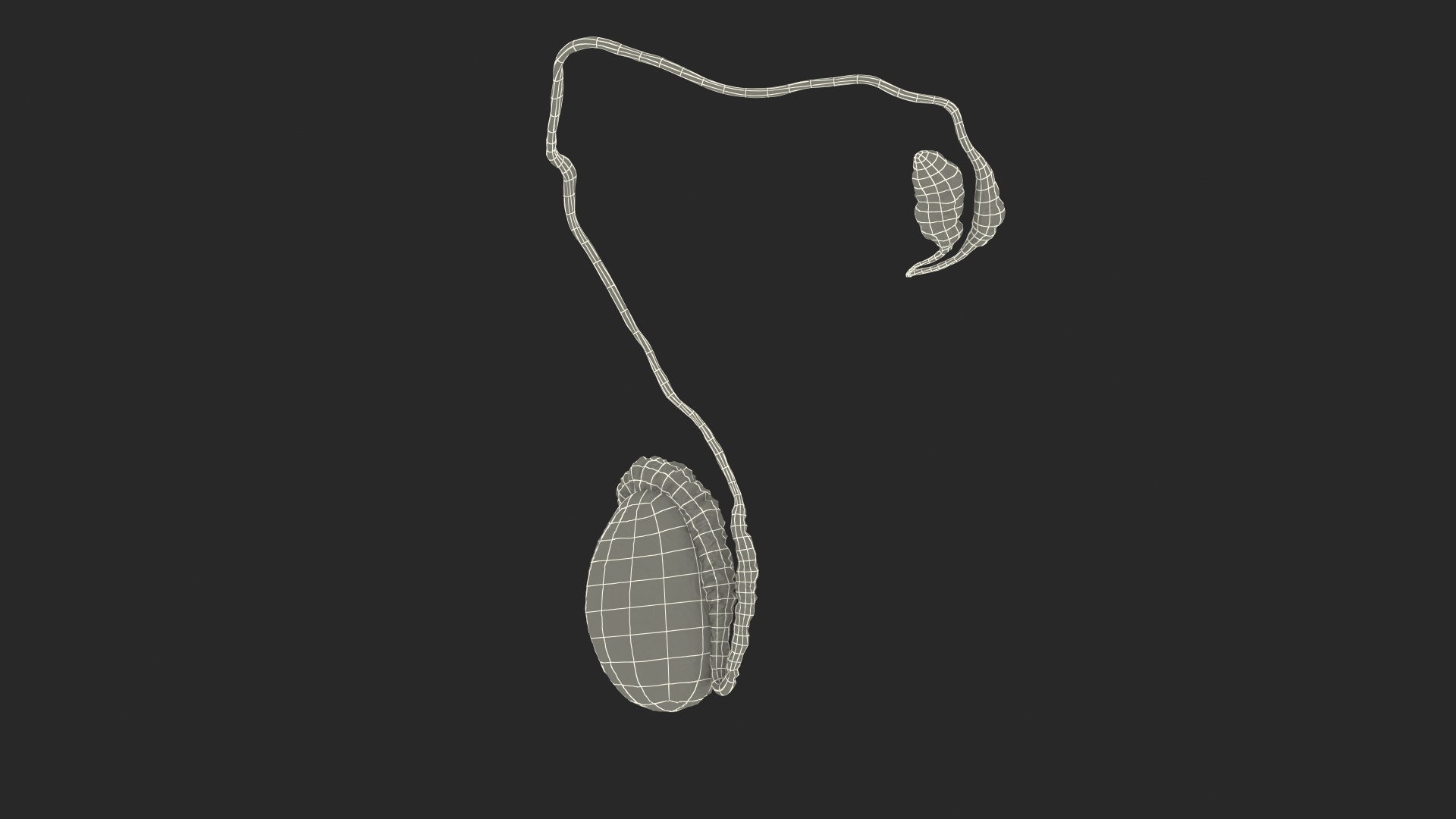 3d Male Testes Anatomy Turbosquid 1464076