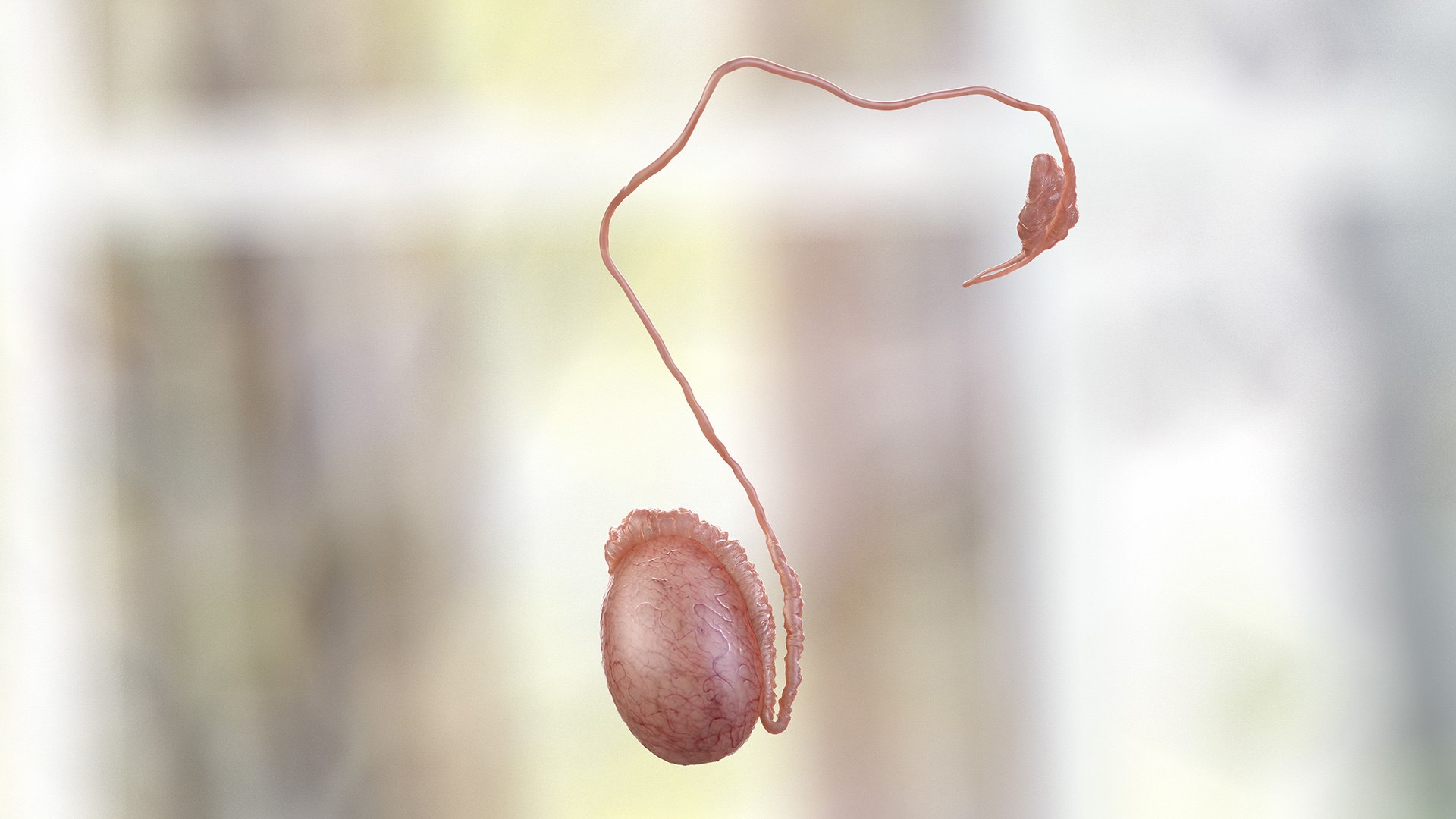 3D Male Testes Anatomy - TurboSquid 1464076