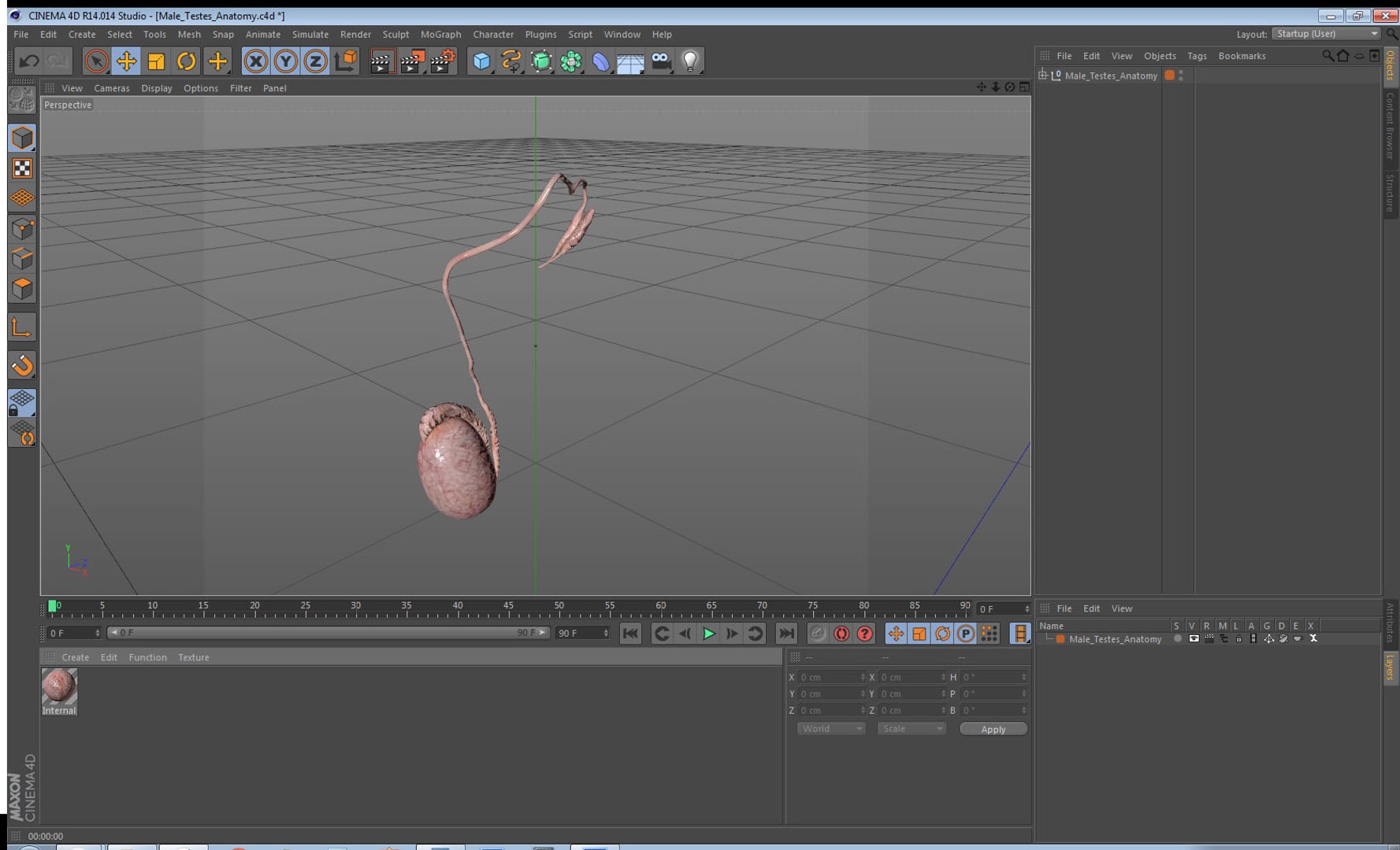 3D Male Testes Anatomy - TurboSquid 1464076
