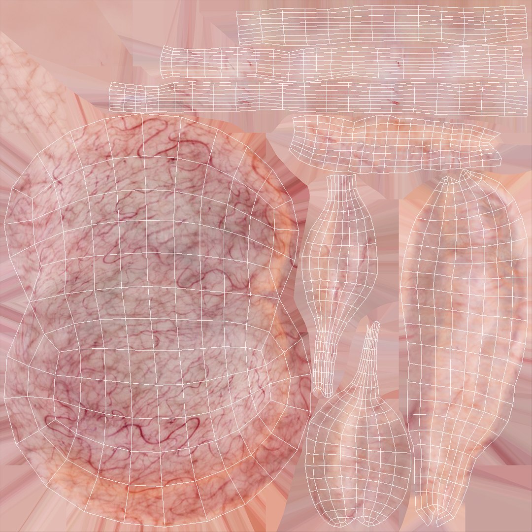 3d Male Testes Anatomy Turbosquid 1464076
