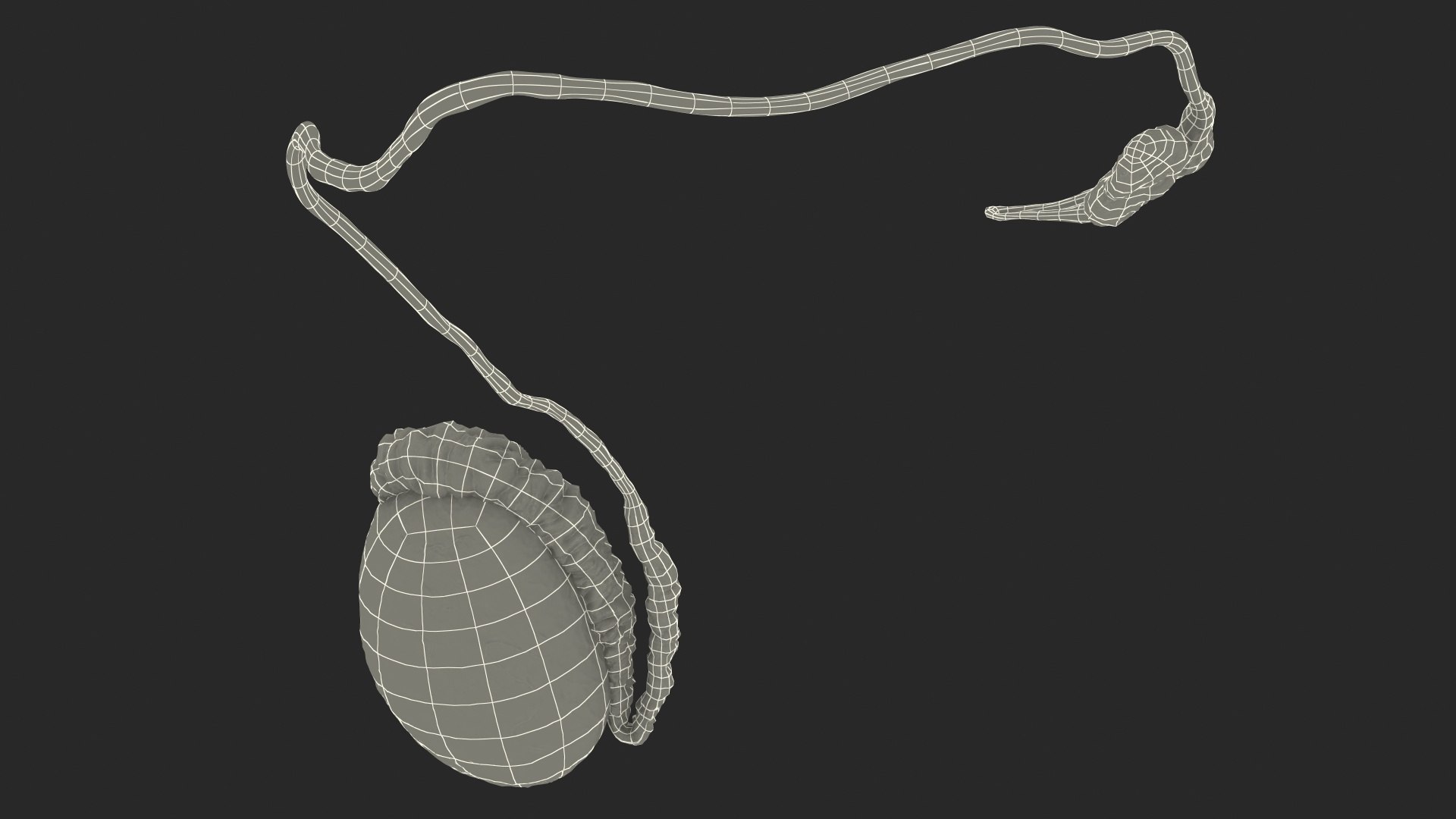 3D Male Testes Anatomy - TurboSquid 1464076