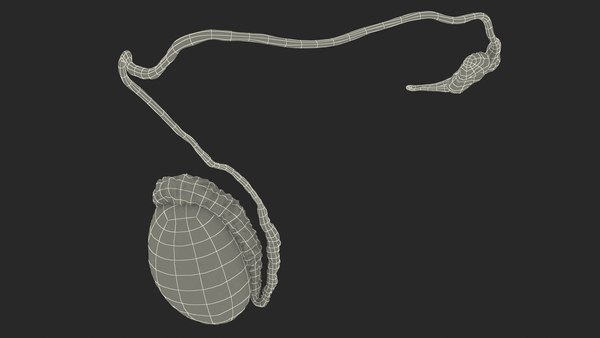 modelo 3d Anatomía de los testículos masculinos - TurboSquid 1464076