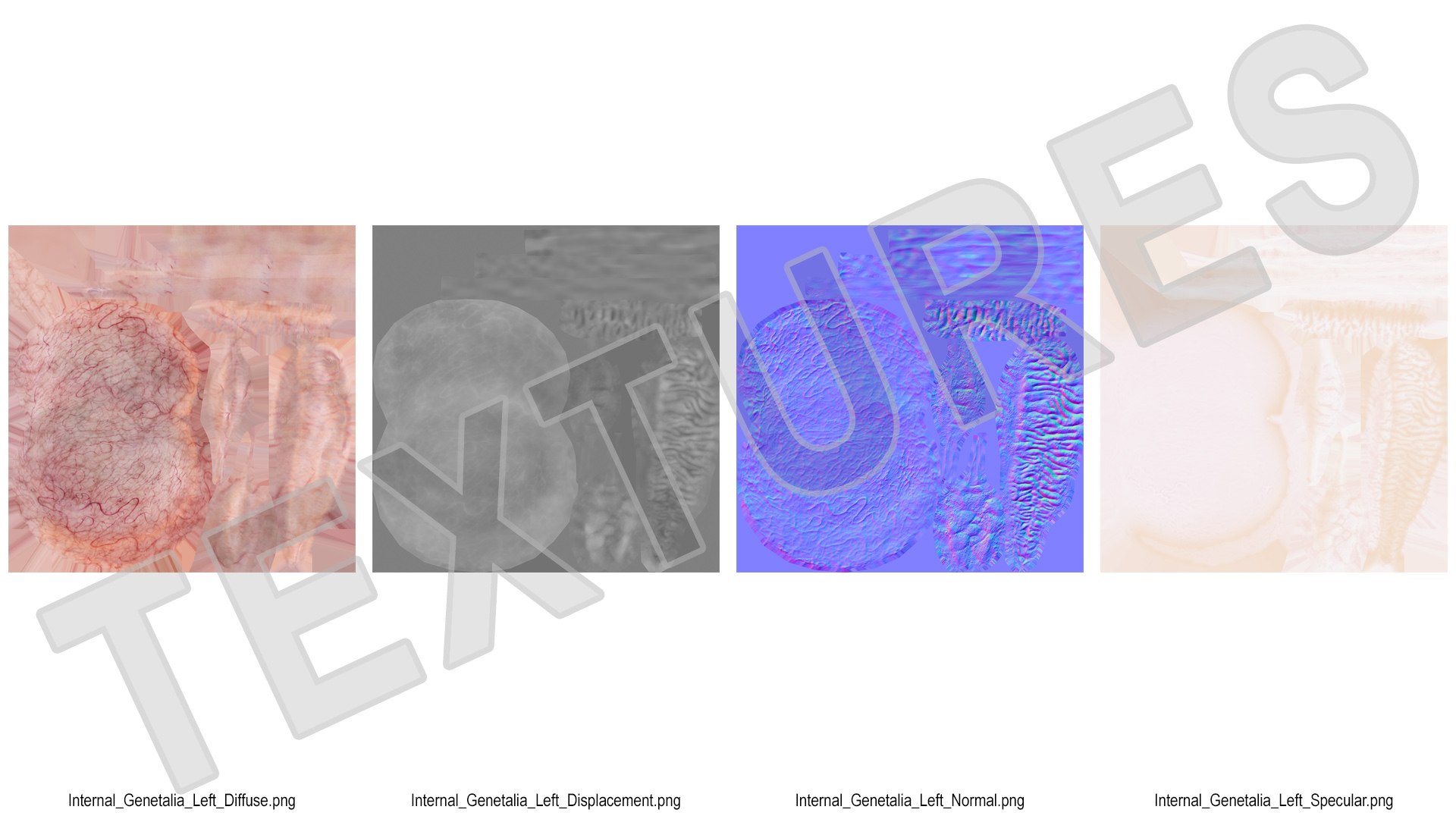 3D Male Testes Anatomy - TurboSquid 1464076
