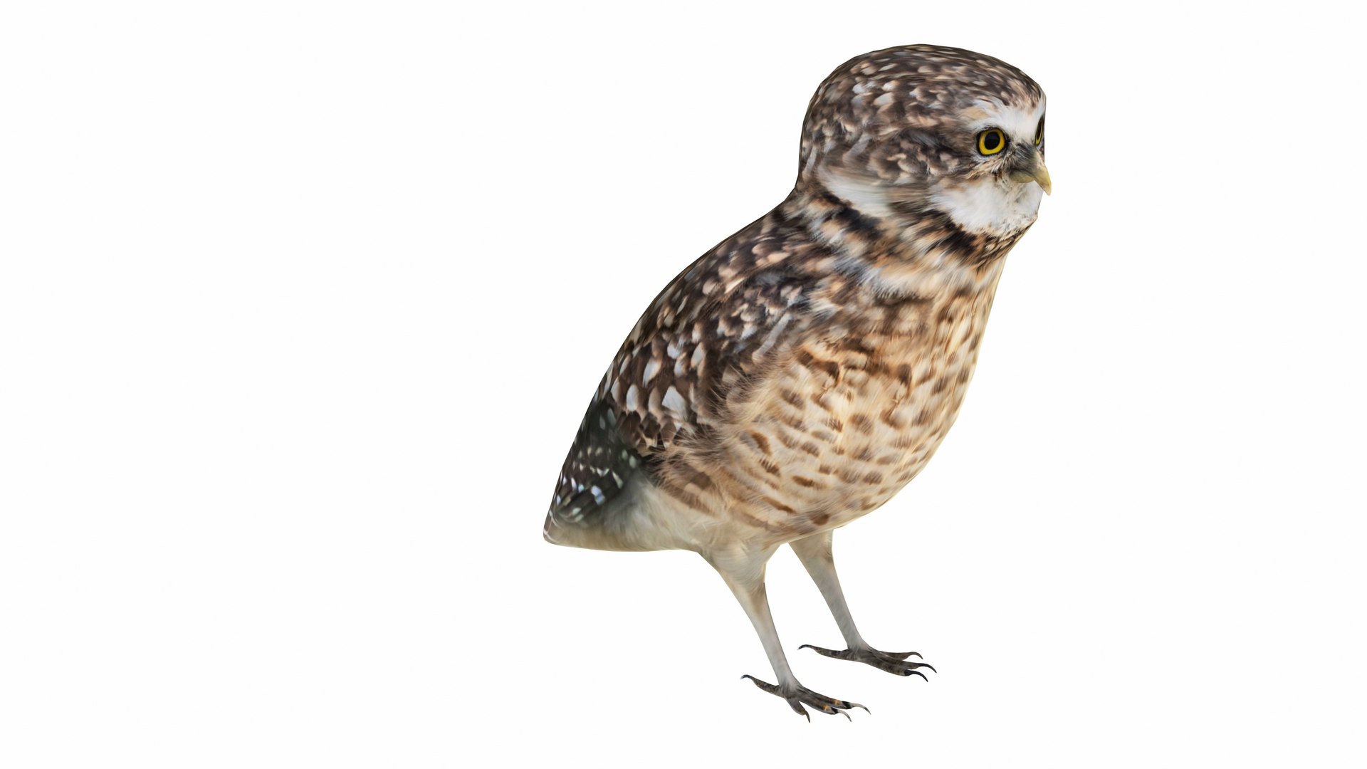 3D Wild Birds 4 In 1 Collection - TurboSquid 2335297