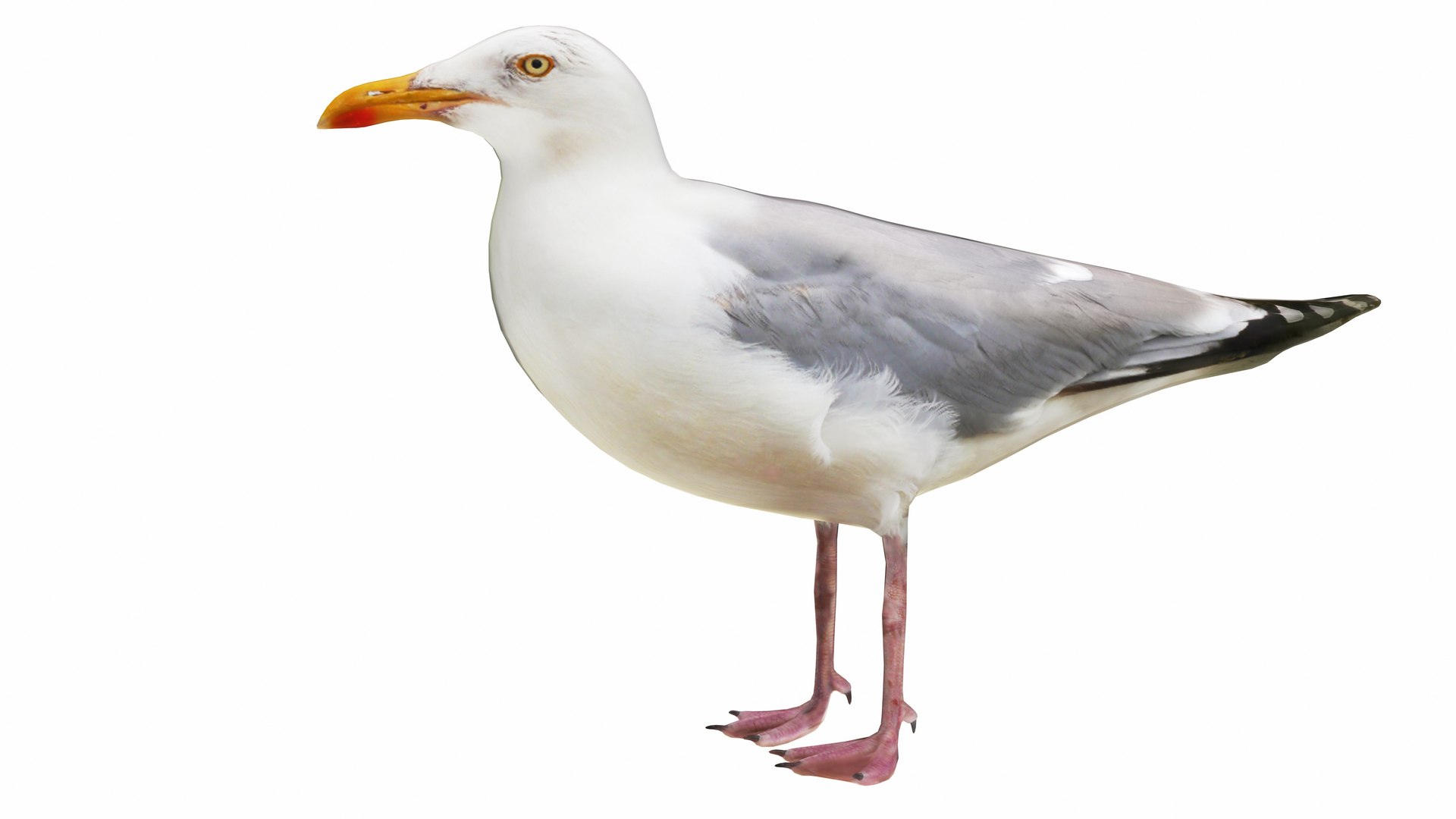 3D Wild Birds 4 In 1 Collection - TurboSquid 2335297