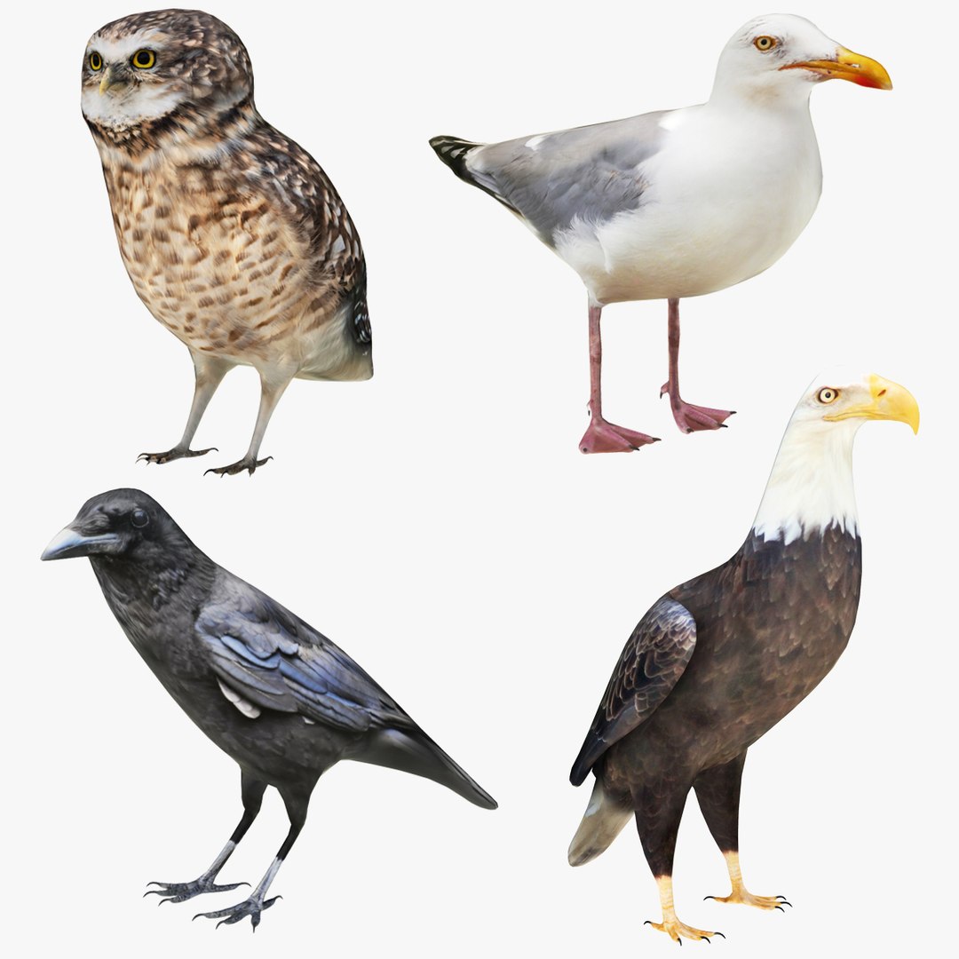 3D Wild Birds 4 In 1 Collection - TurboSquid 2335297