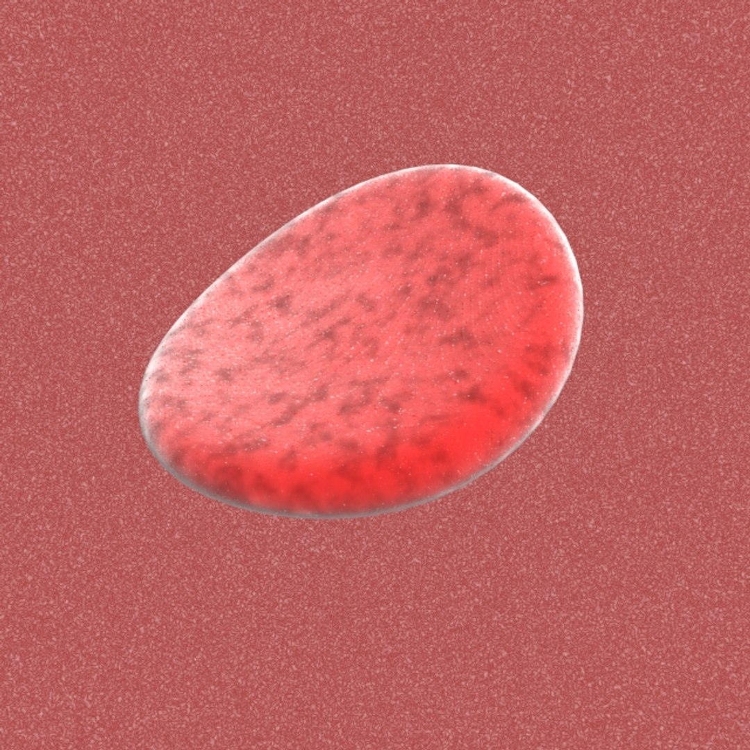 Free Blood Cell 3d Model