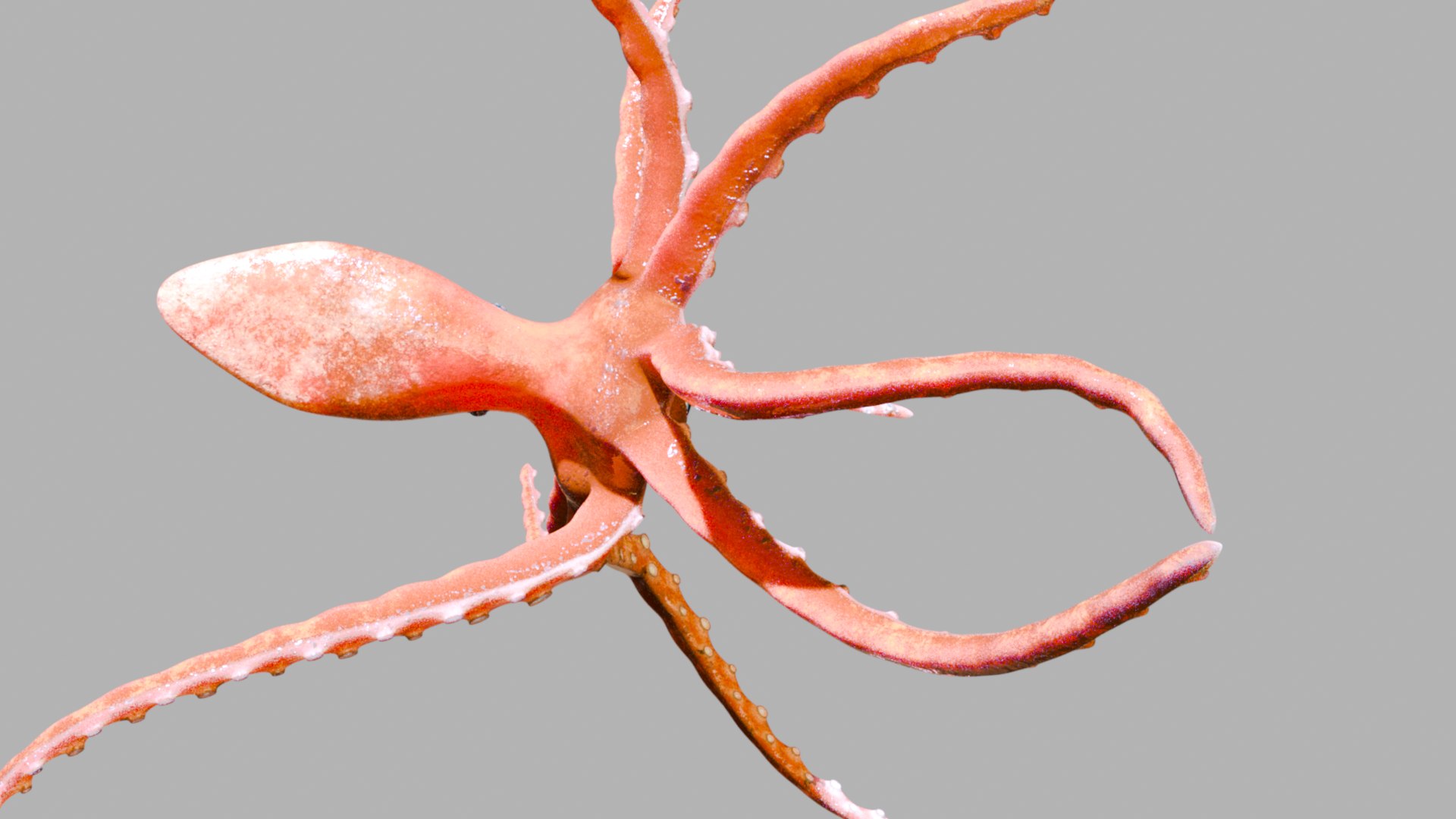 3D Red Alien Squid Rig Model - TurboSquid 2289785