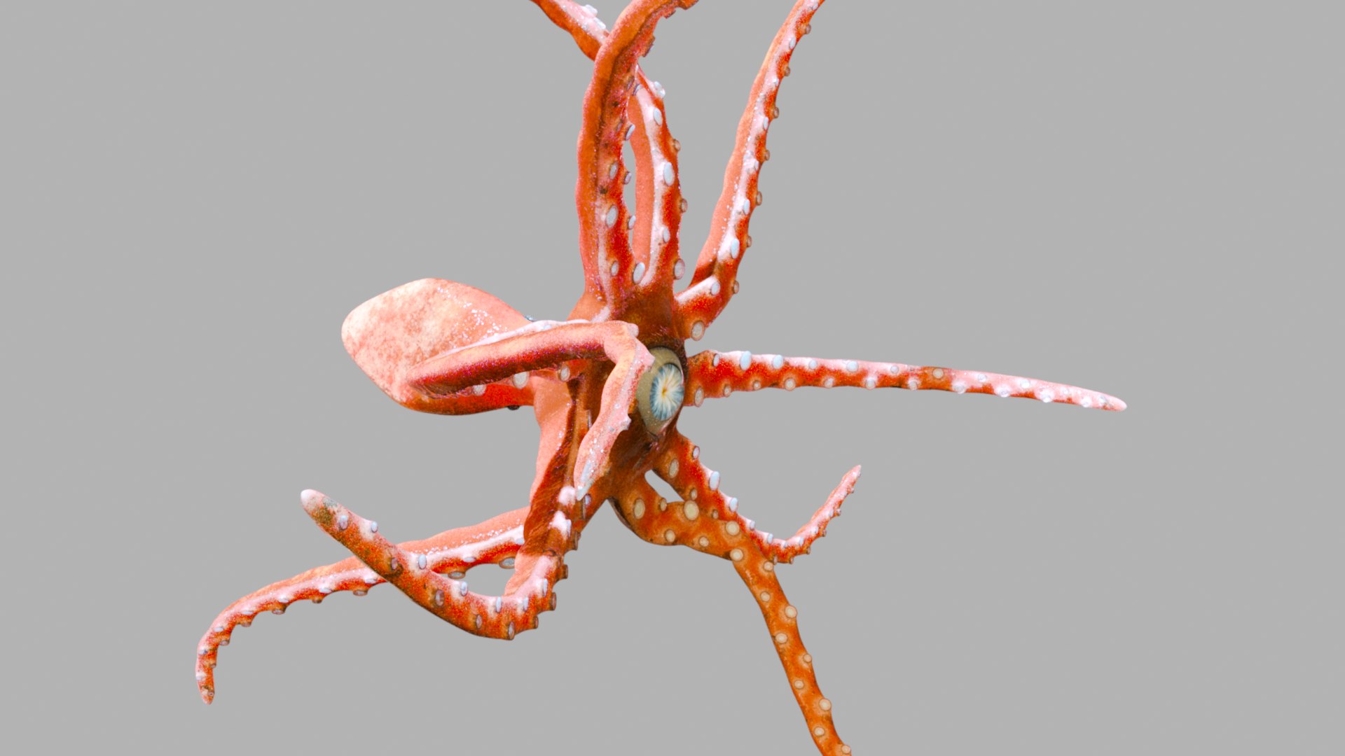 3D Red Alien Squid Rig Model - TurboSquid 2289785