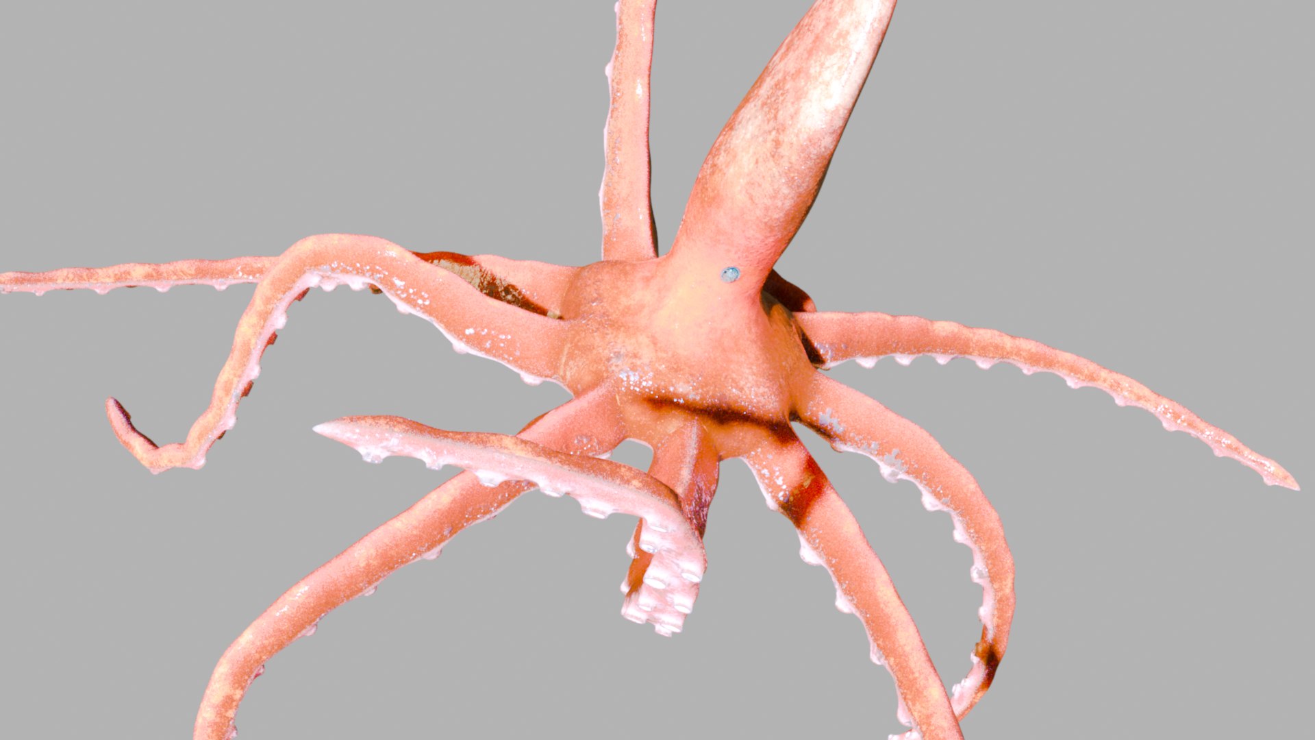 3D Red Alien Squid Rig Model - TurboSquid 2289785